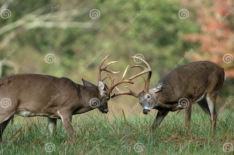 Whitetail deer fighting stock image. Image of dominance - 134163