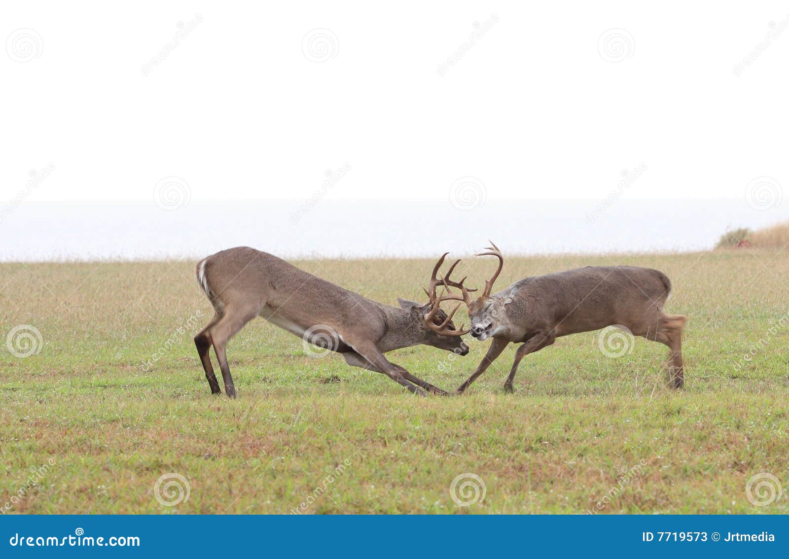 451 Whitetail Deer Fighting Stock Photos - Free & Royalty-Free Stock ...