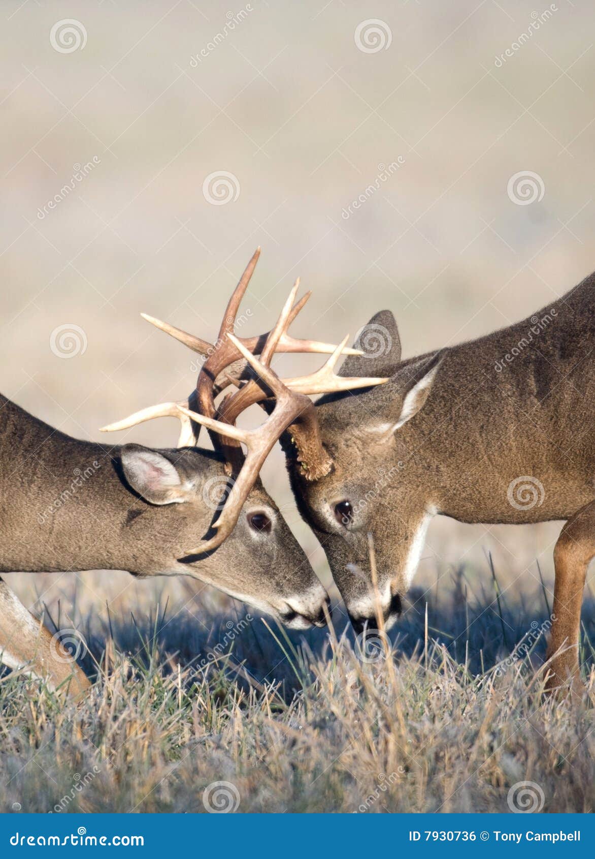 Monster Bucks Fighting Wallpaper