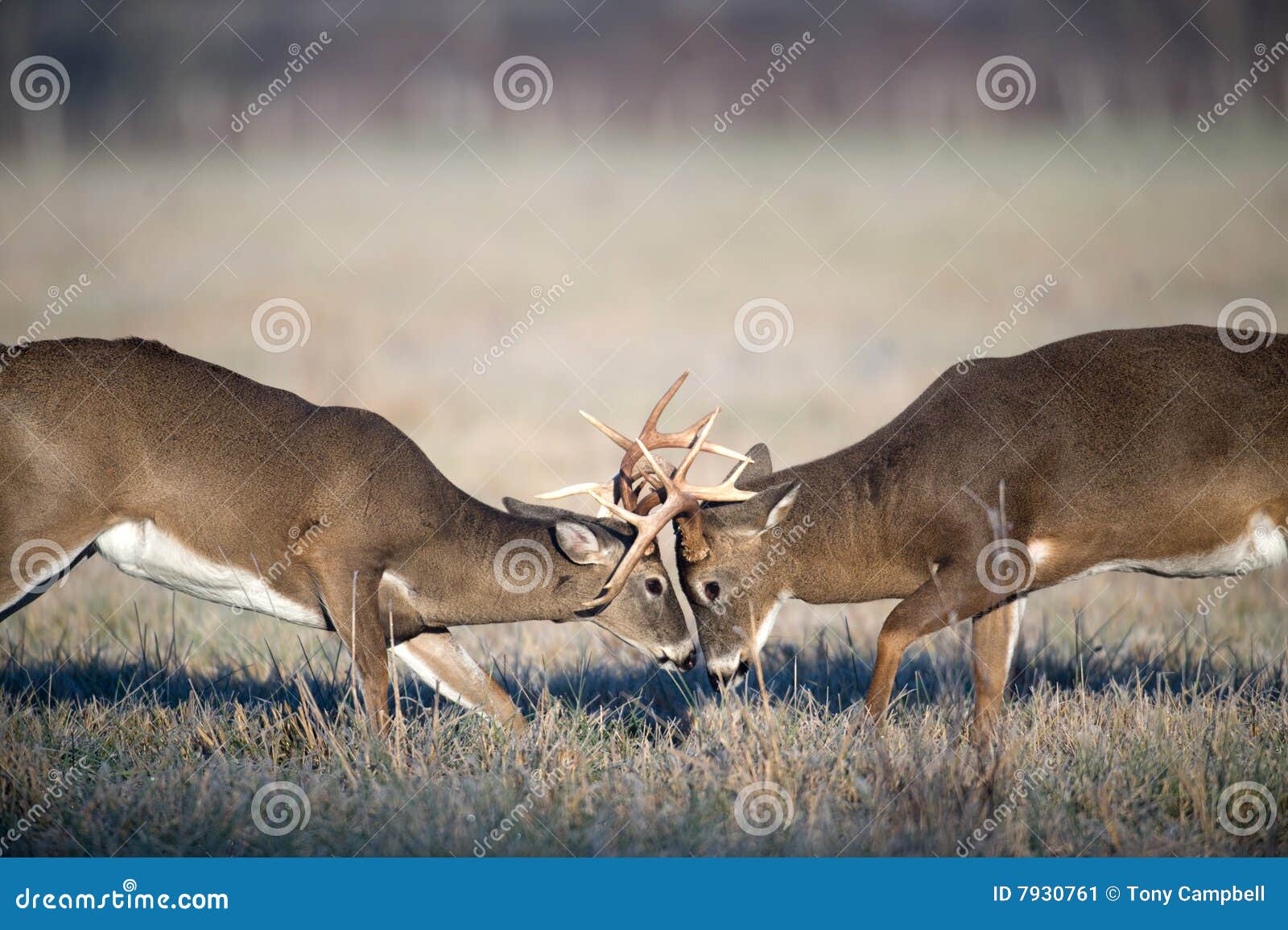 Whitetail deer fighting stock image. Image of eyes, intimidation - 7930761