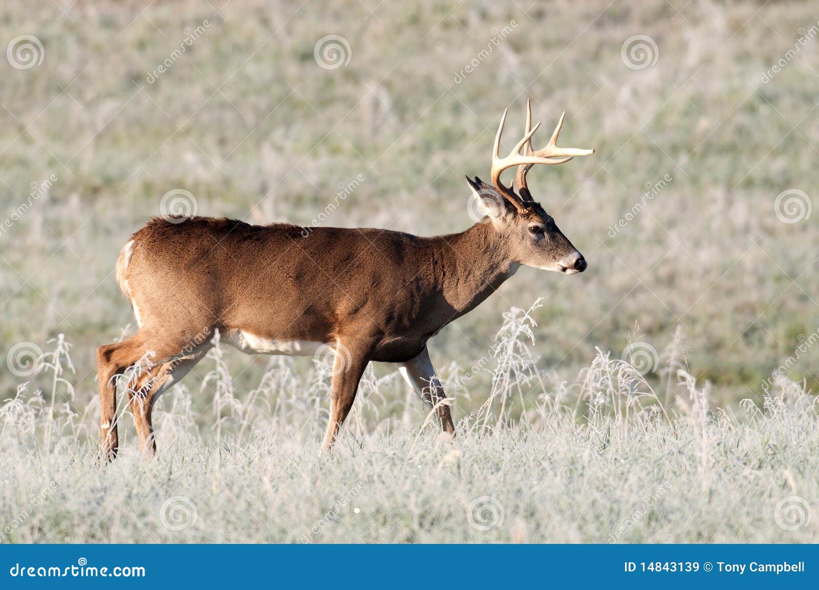 Whitetail deer and frost stock image. Image of rural - 14843139