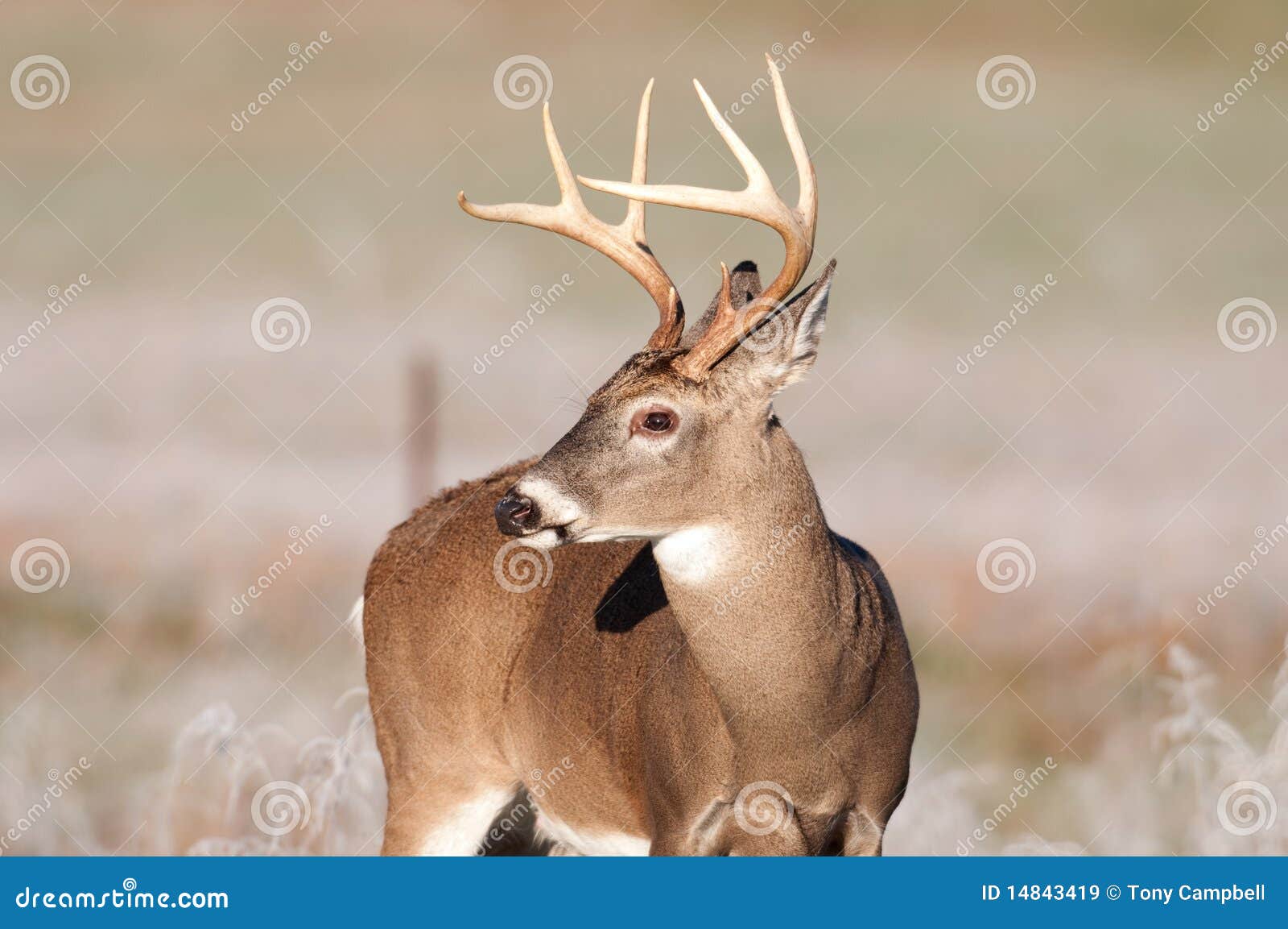 Whitetail deer and frost stock image. Image of mammal - 14843419