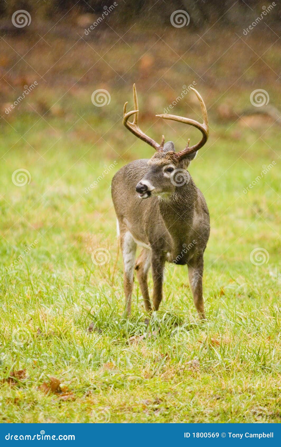 Whitetail Deer Grazing during a Storm Stock Image - Image of mountain ...