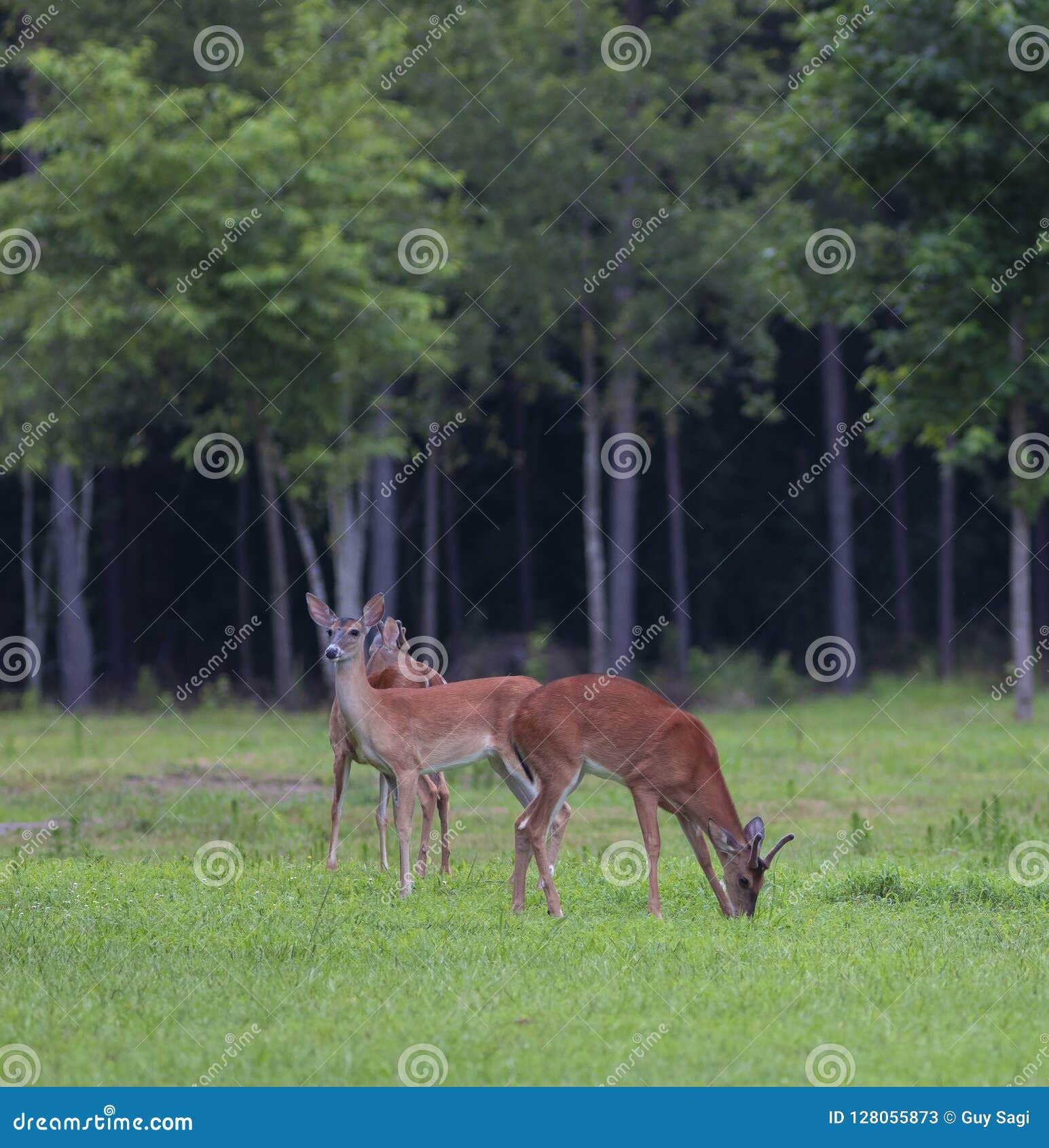 Whitetail Deer on a Green Field Stock Image - Image of whitetail ...