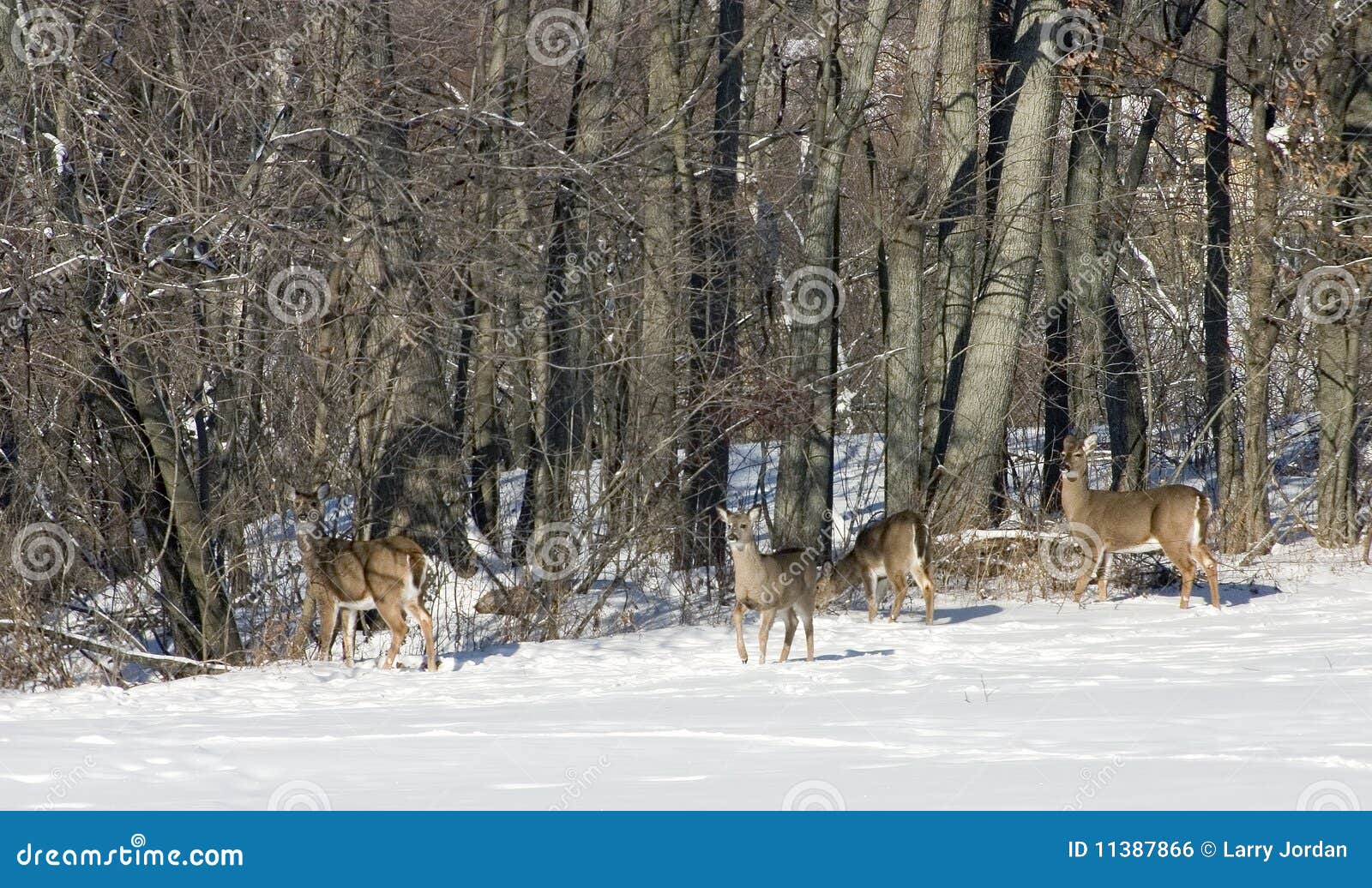 Whitetail Deer Herd stock photo. Image of winter, nature - 11387866