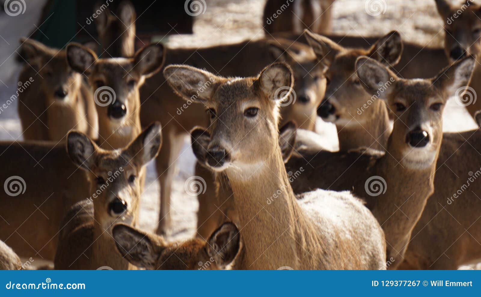 Whitetail Deer Herd stock image. Image of snow, standing - 129377267
