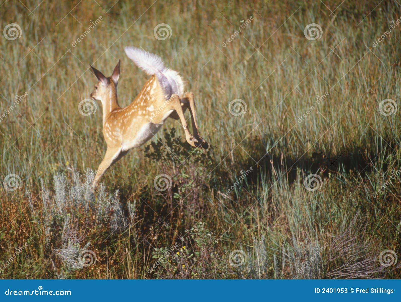 Whitetail Deer Jumping stock image. Image of escaping - 2401953