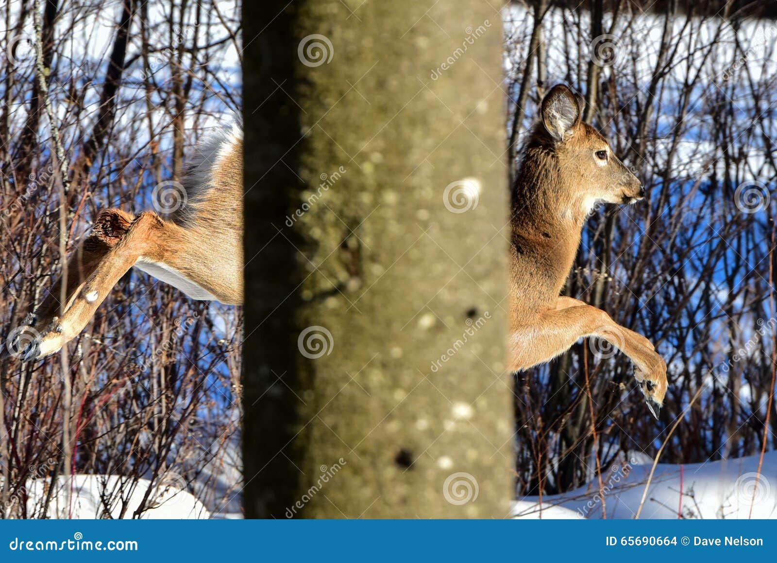 Whitetail Deer Leaping Behind Tree Stock Photo - Image of leaping ...