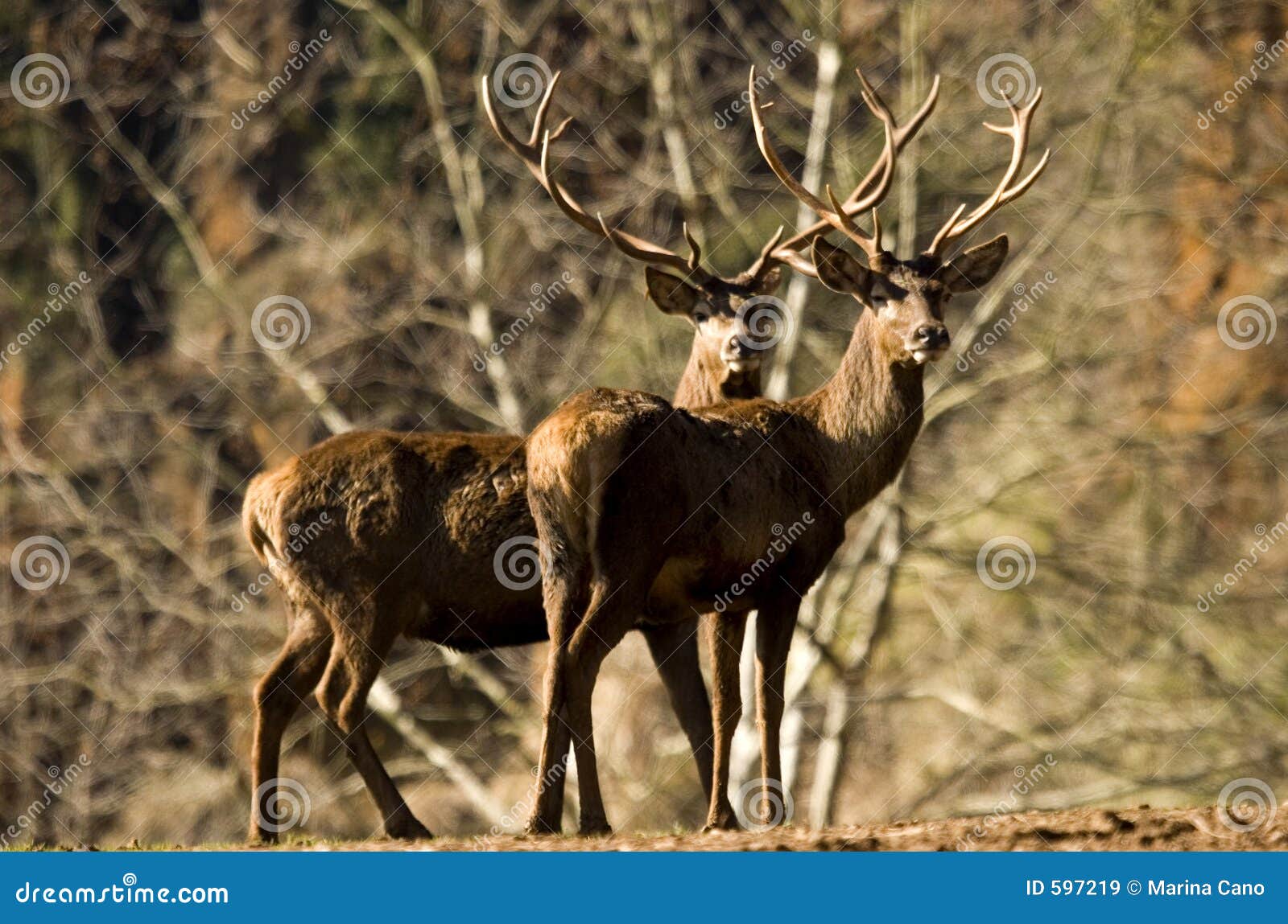 Whitetail deer in a meadow stock image. Image of fall, rural - 597219