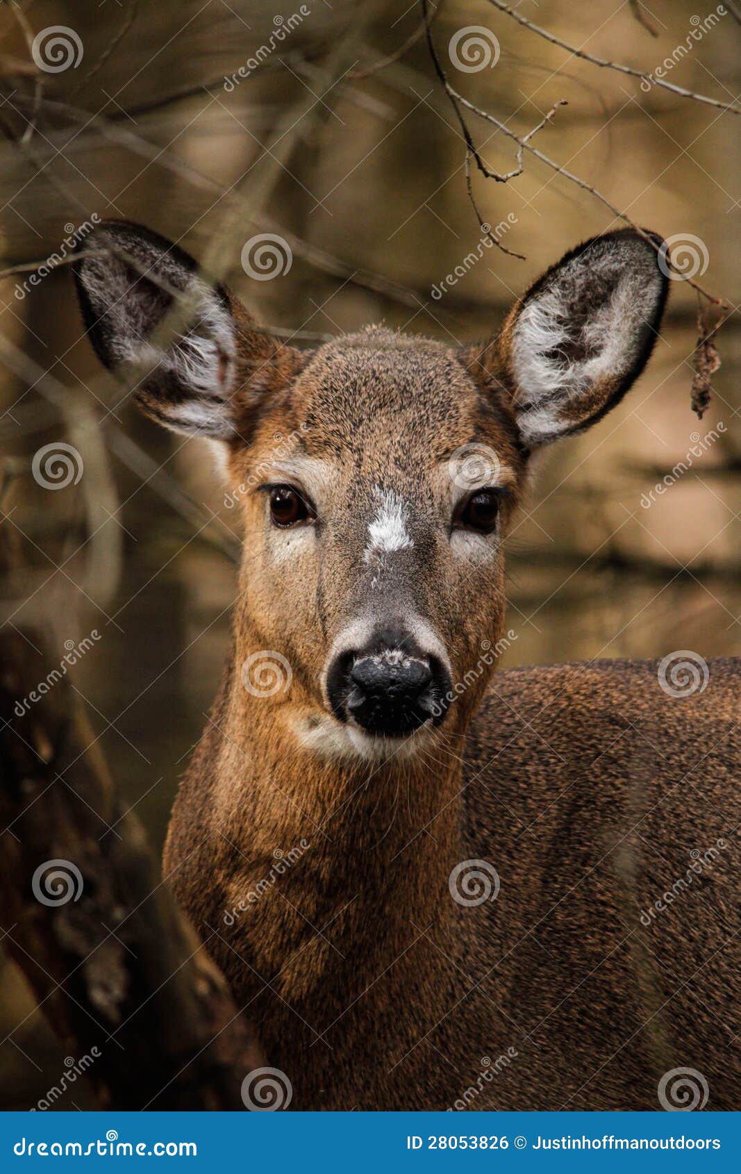 Whitetail Deer Portrait stock photo. Image of ontario - 28053826