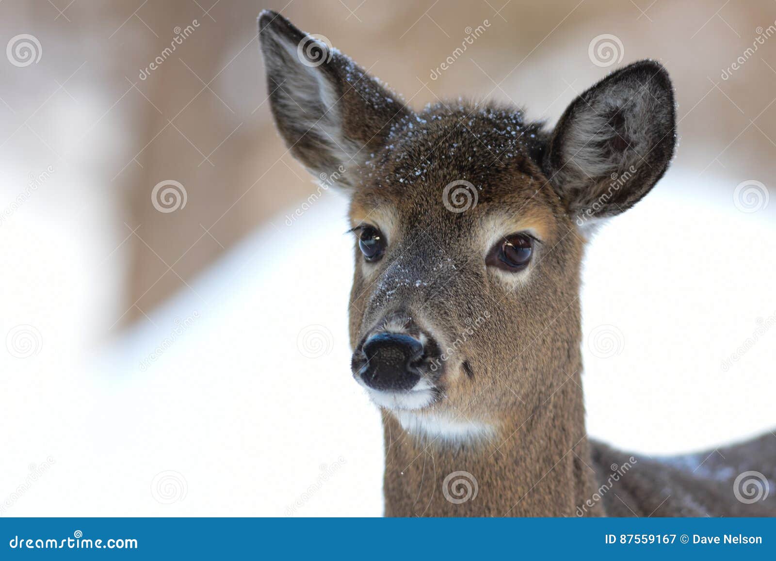 Whitetail deer portrait stock image. Image of nature - 87559167