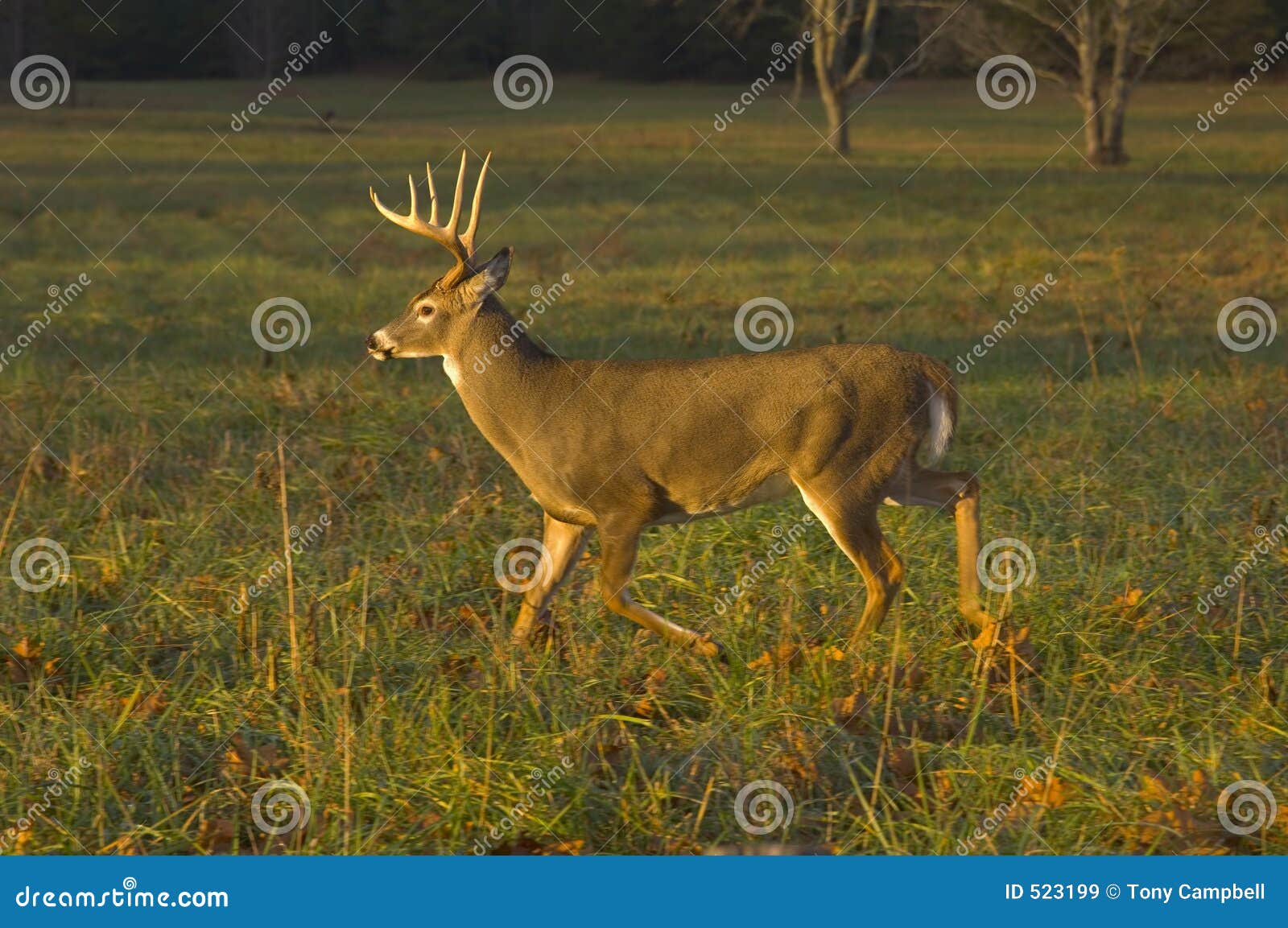 Whitetail deer running stock image. Image of mountain, states - 523199