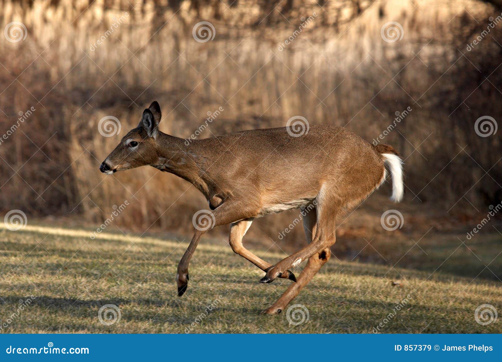 Whitetail Deer Running stock image. Image of kill, mule - 857379