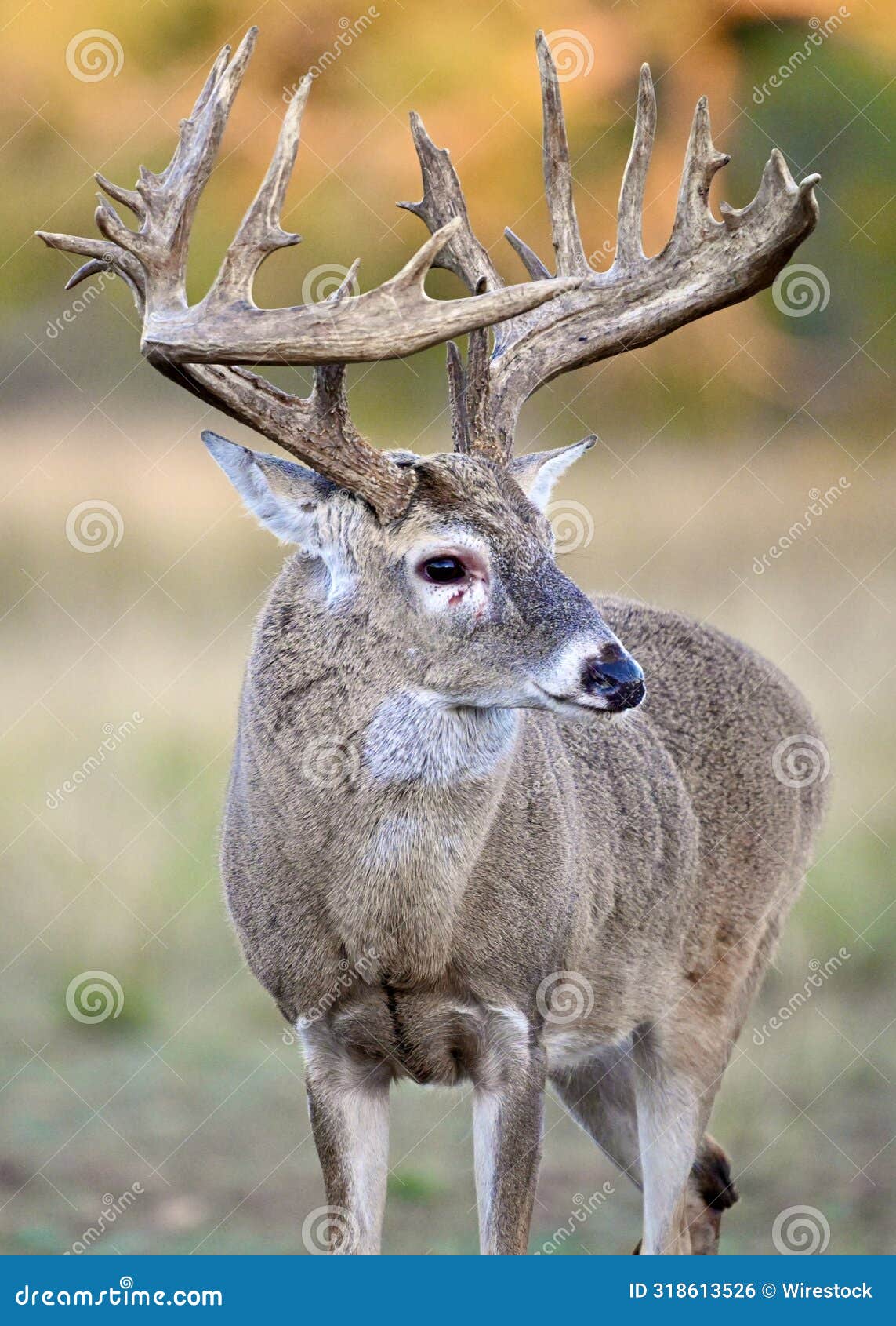 Whitetail Deer Scared of Fighting, Standing on a Meadow Stock Photo ...