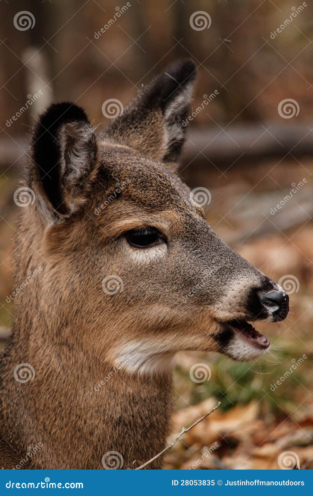 Whitetail Deer Side Profile Stock Image - Image of forest, calling ...