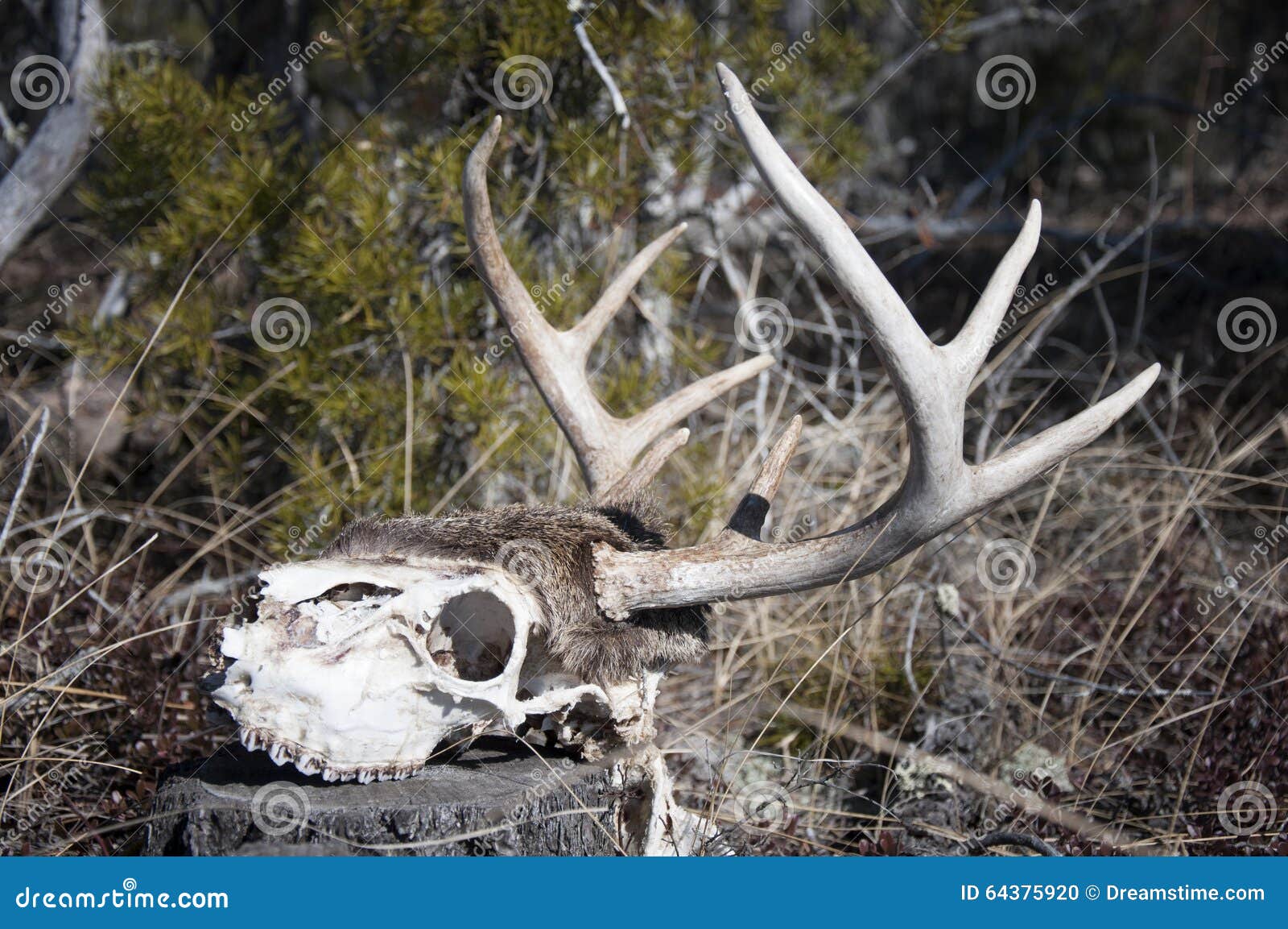 Whitetail Deer Skull with Antlers Stock Photo - Image of dead, killed ...