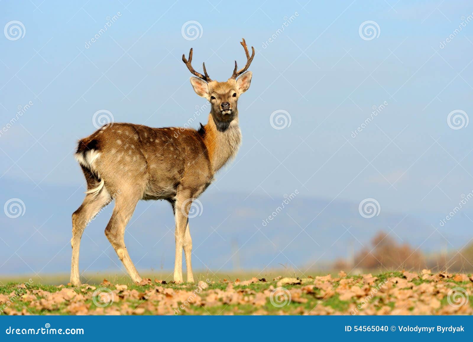 Whitetail Deer Standing in Autumn Day Stock Photo - Image of dama ...