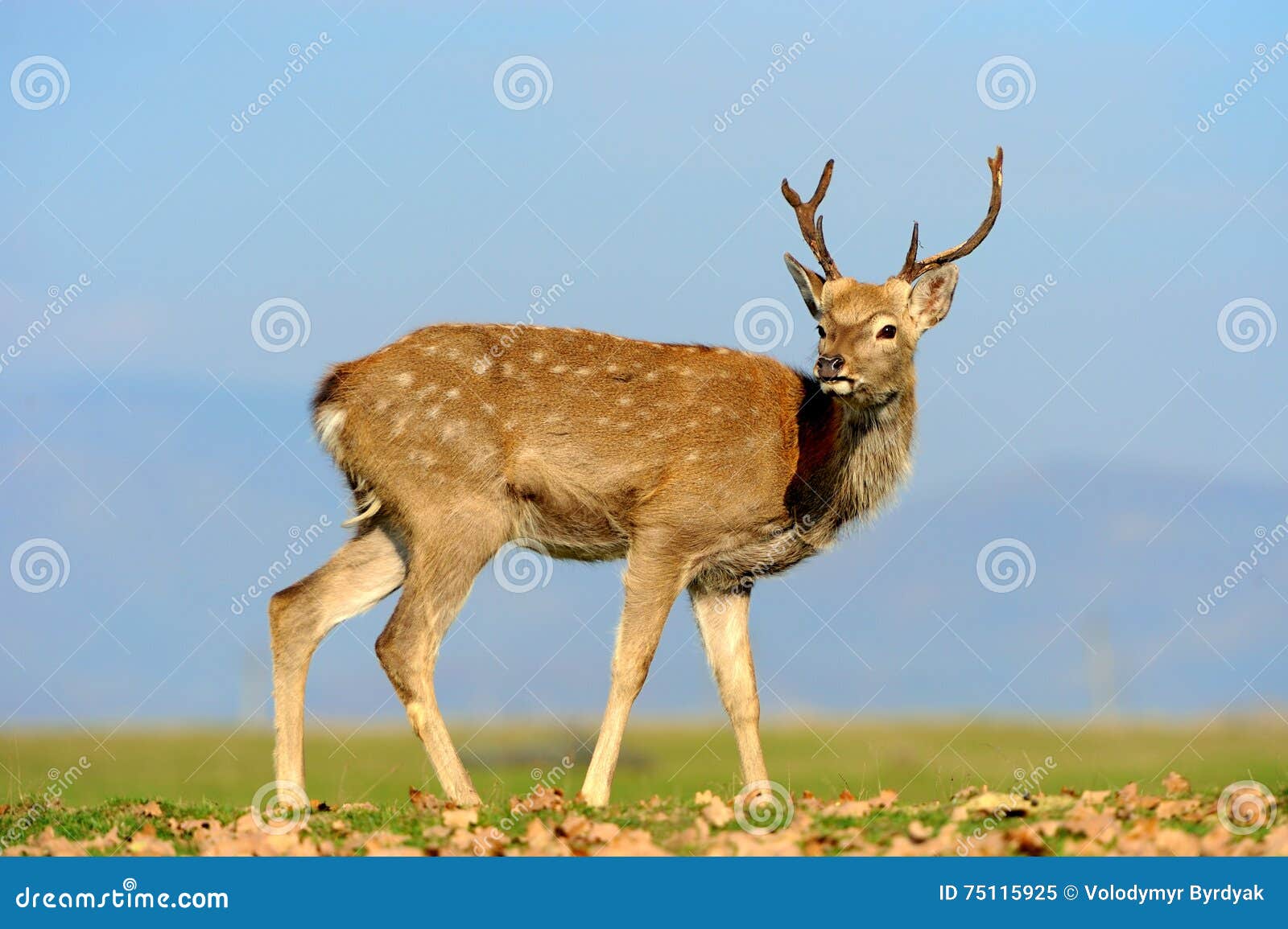 Whitetail Deer Standing in Autumn Day Stock Image - Image of forest ...