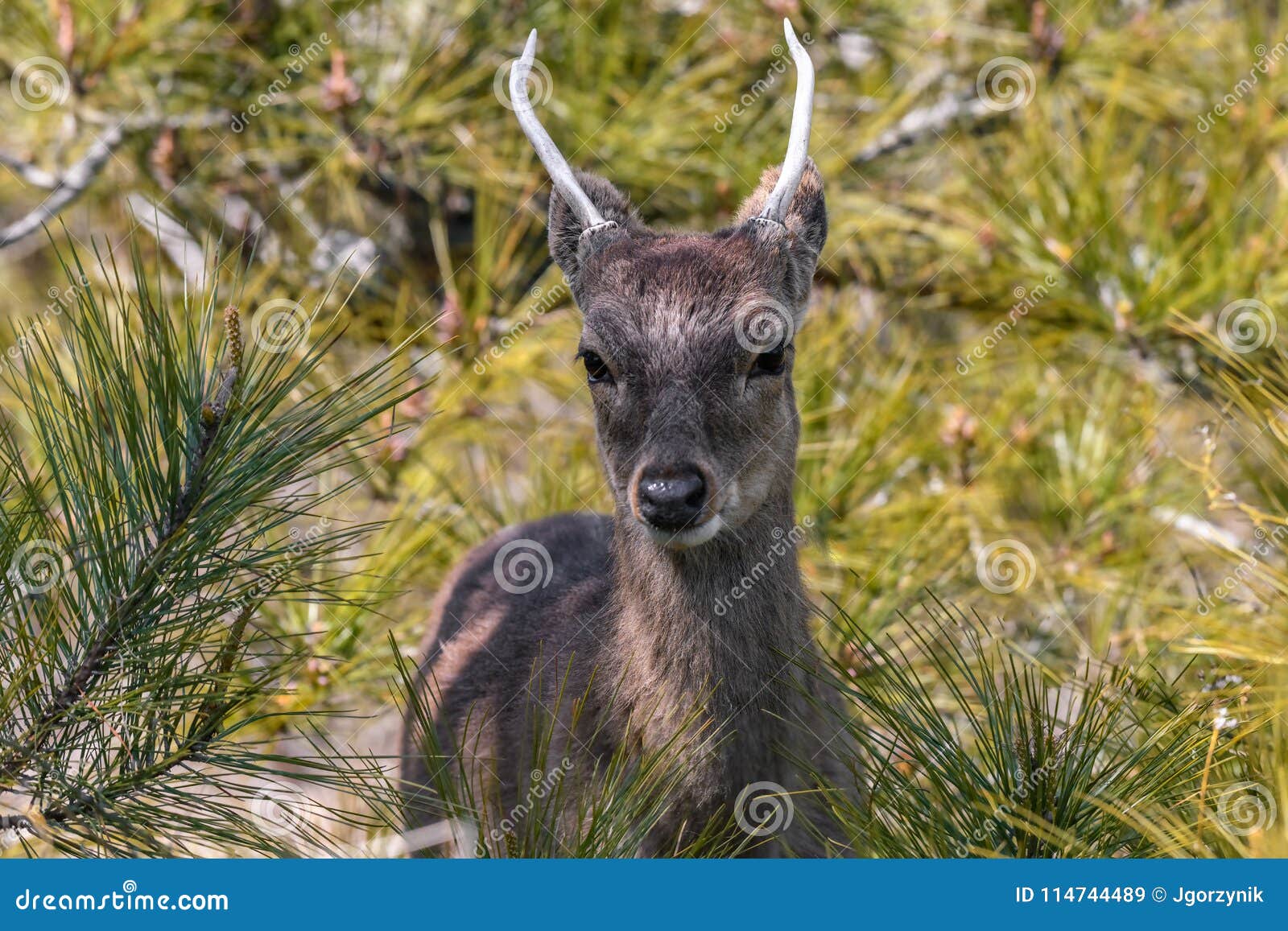 A Whitetail Deer stock image. Image of wildlife, nature - 114744489