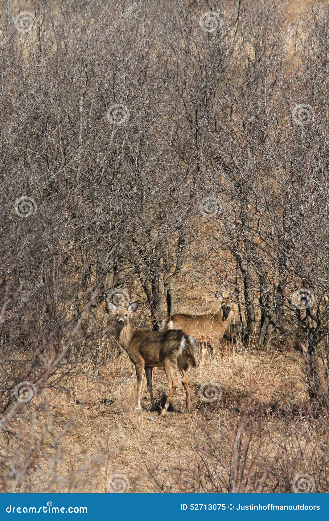 Whitetail Deer Tree Branch Detail Stock Image - Image of buck, hunt ...