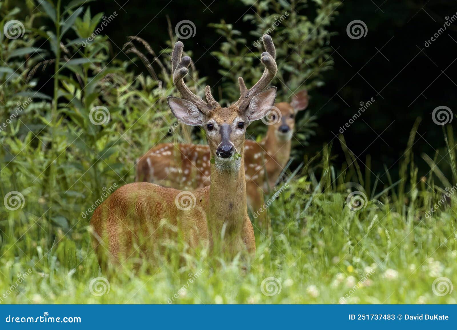 Whitetail deer in velvet stock image. Image of nature - 251737483