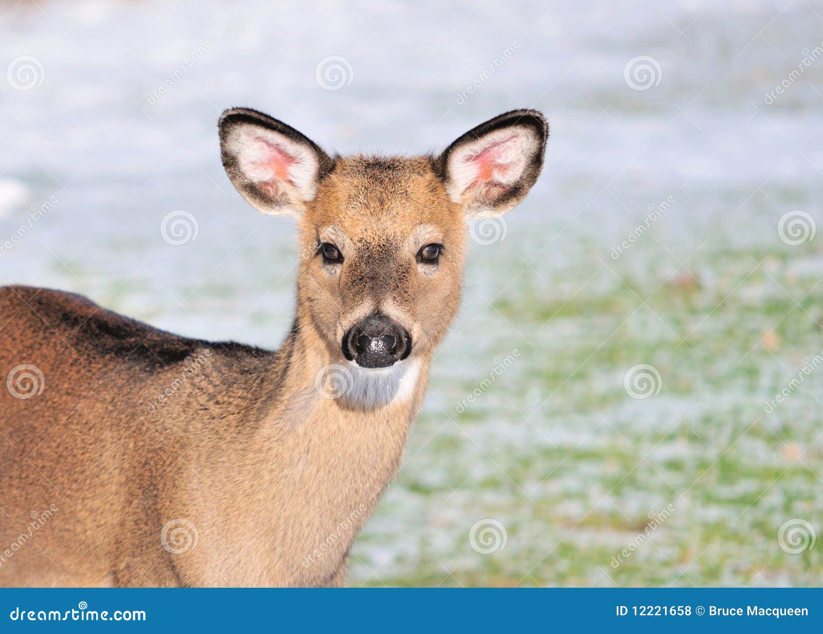 Whitetail Deer Yearling stock photo. Image of outdoors - 12221658