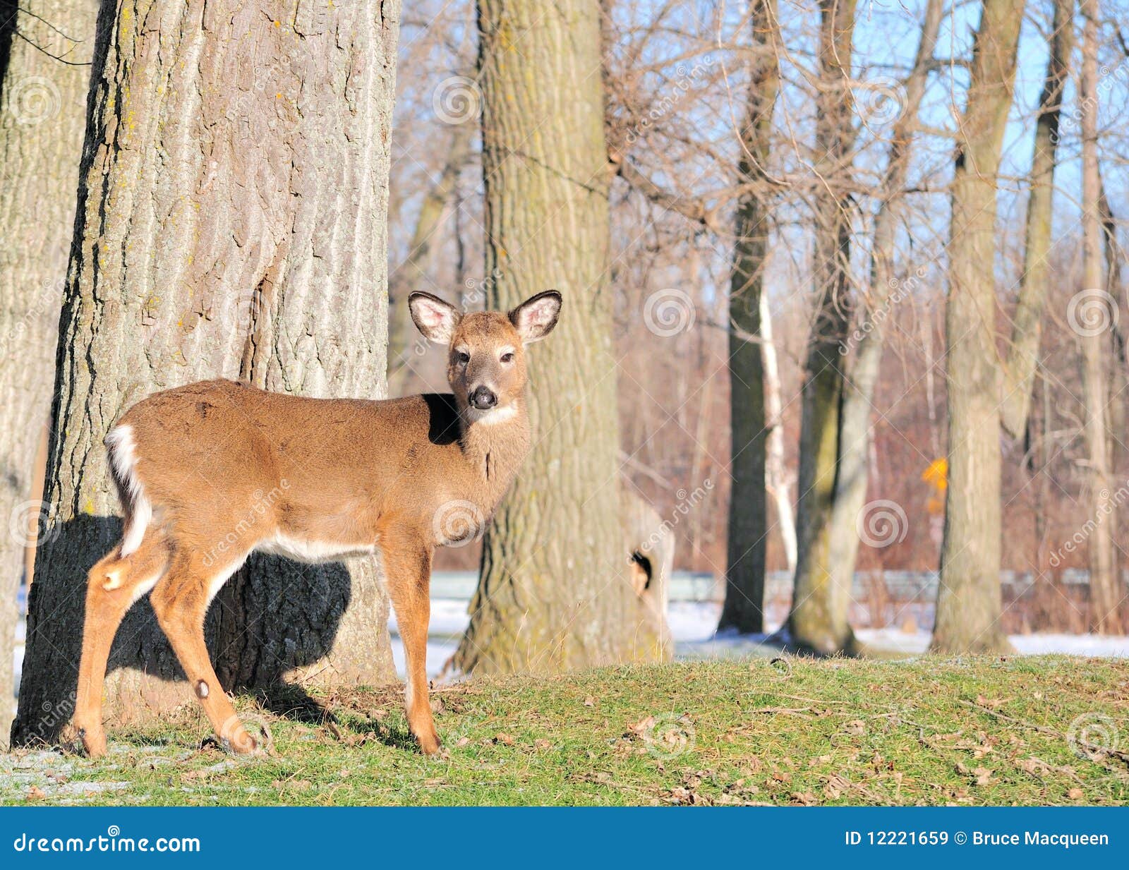 Whitetail Deer Yearling stock image. Image of mammal - 12221659