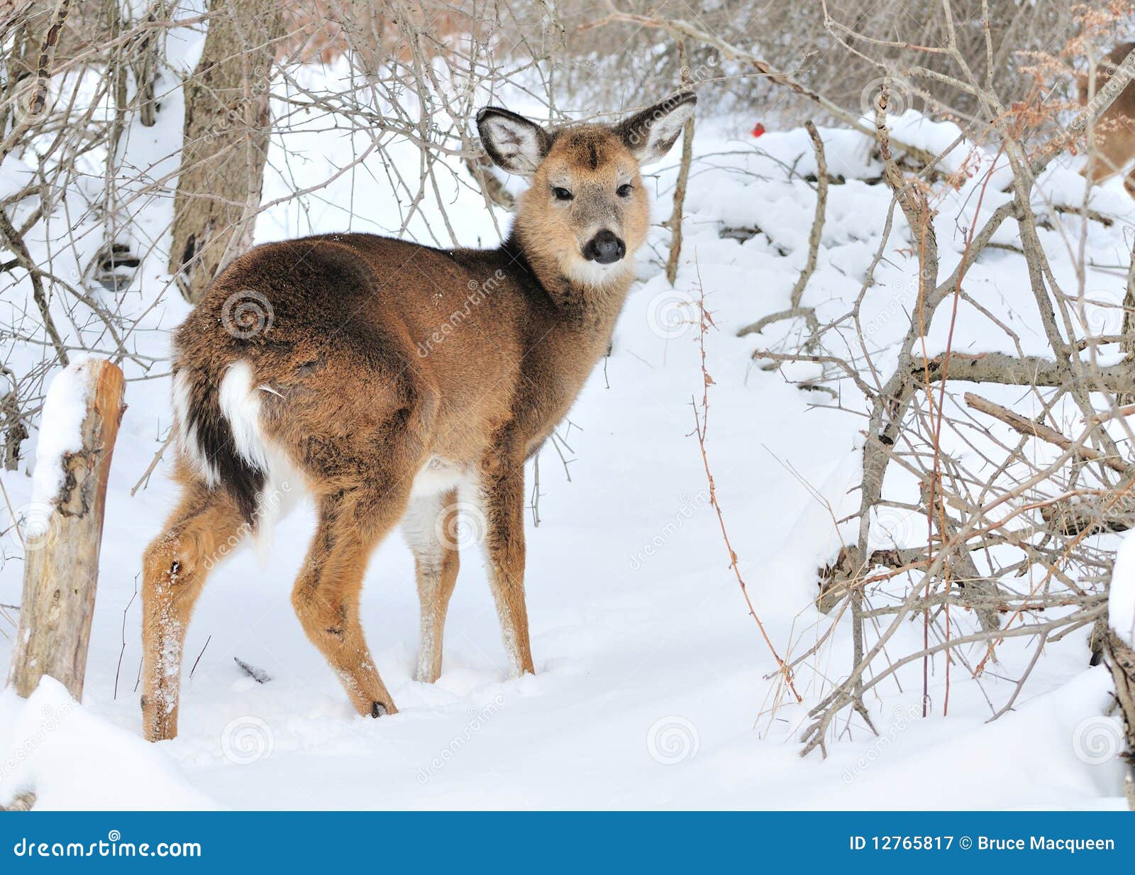 Whitetail Deer Yearling stock image. Image of animal - 12765817