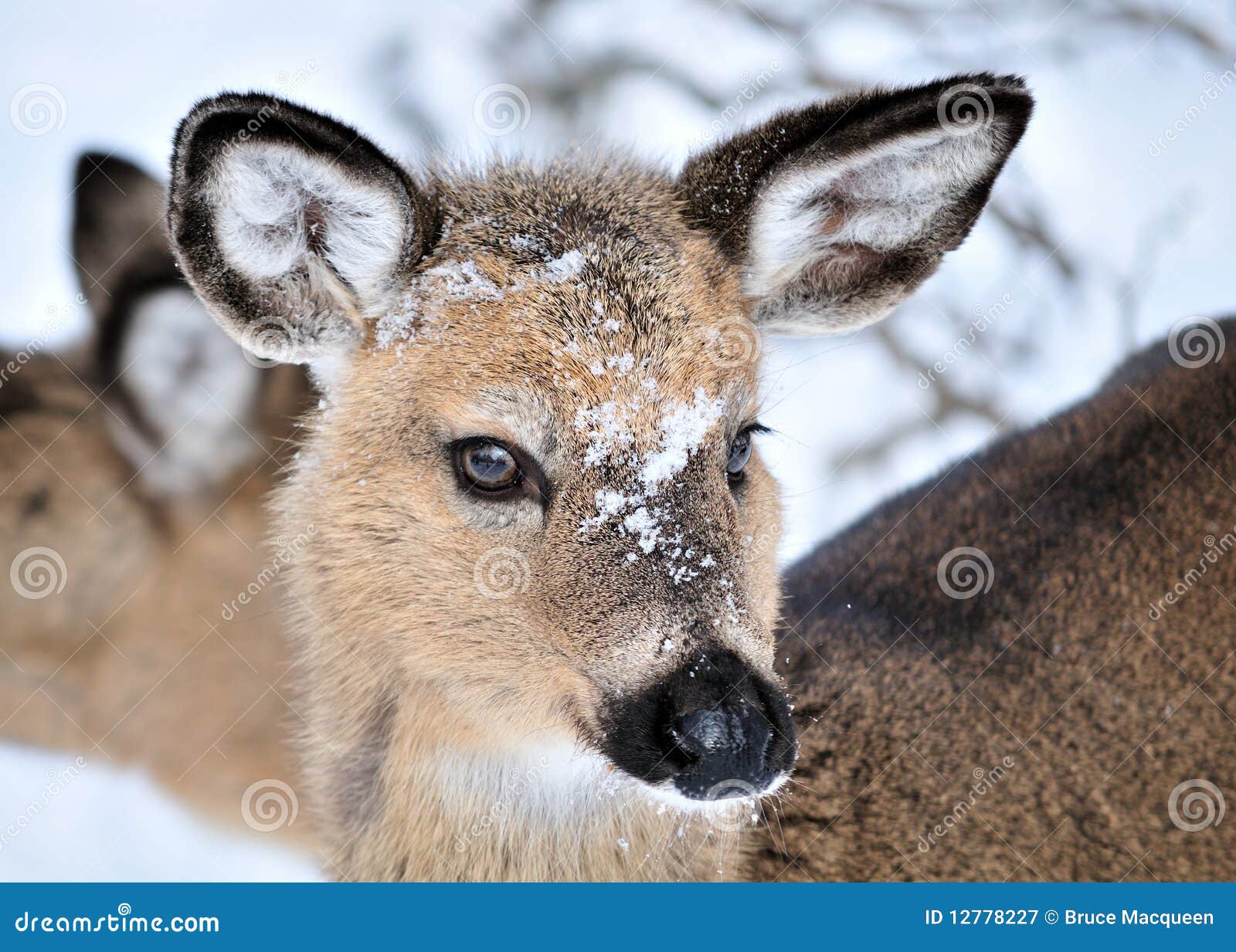 Whitetail Deer Yearling stock image. Image of nature - 12778227