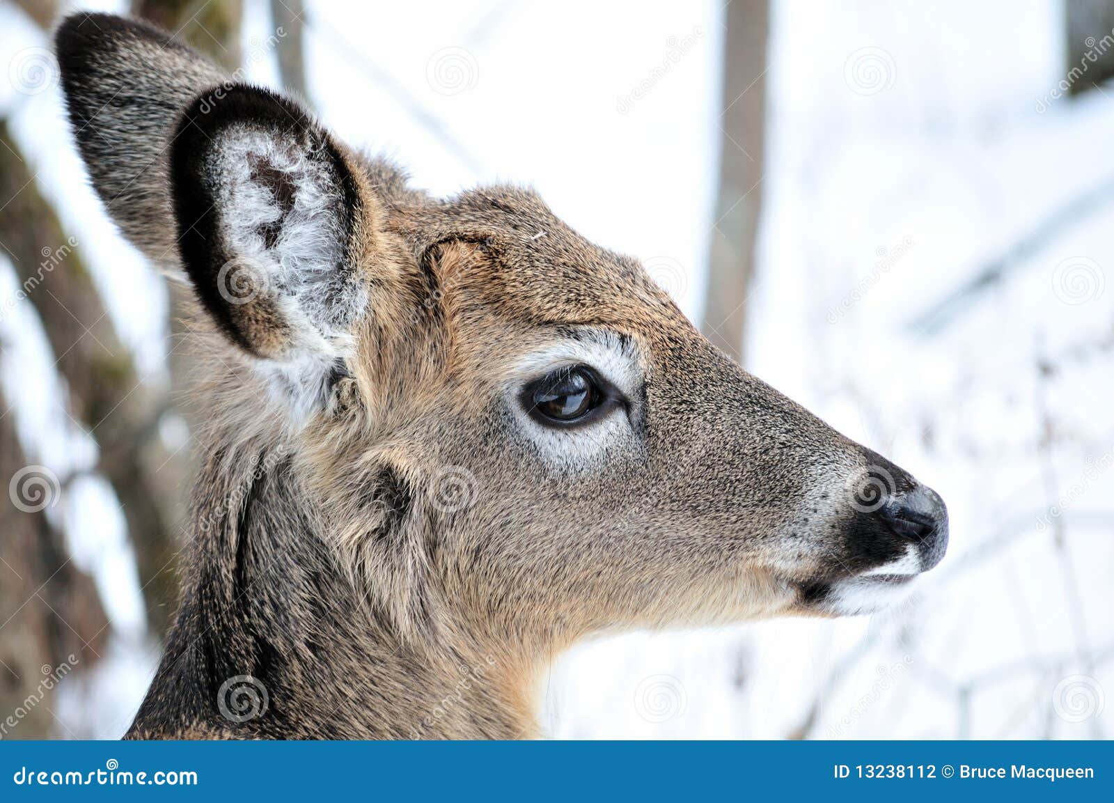 Whitetail Deer Yearling stock photo. Image of deer, head - 13238112