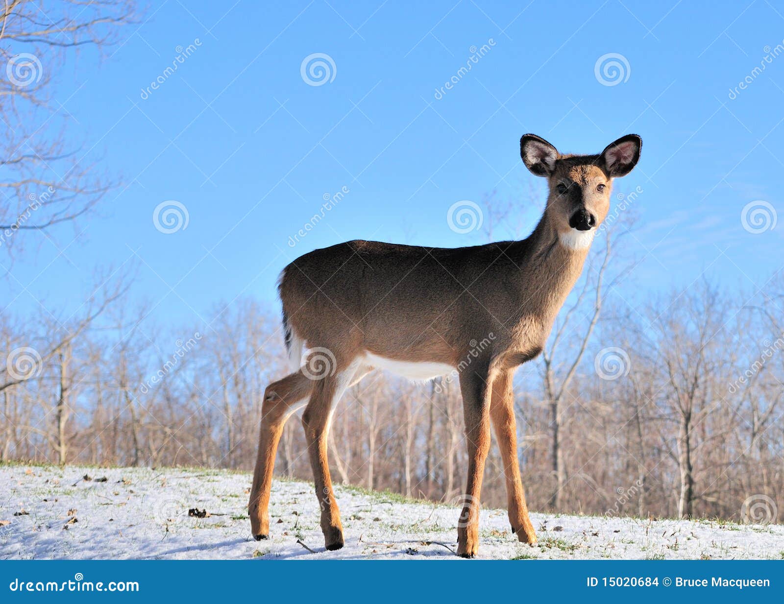 Whitetail Deer Yearling stock photo. Image of outdoors - 15020684