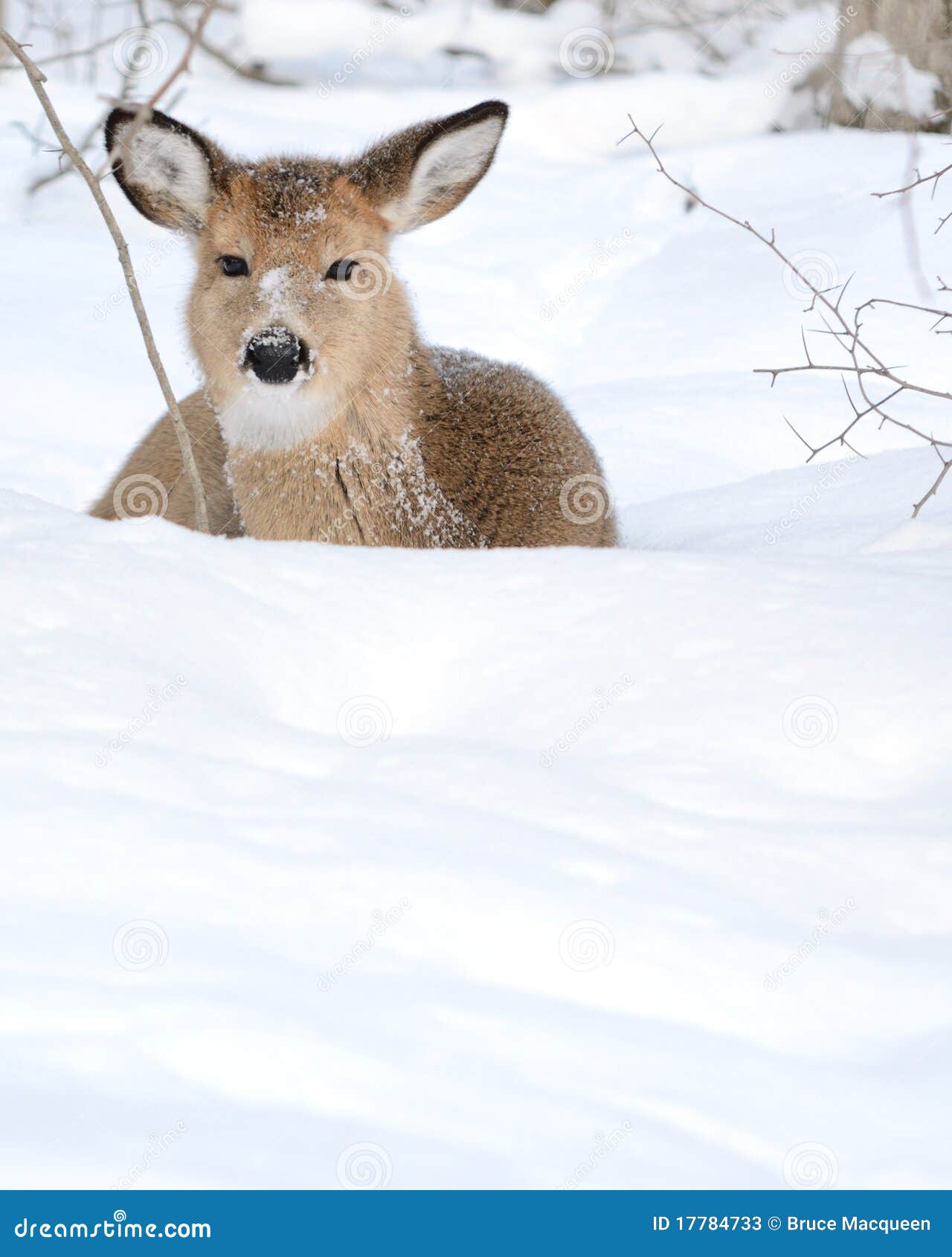 Whitetail Deer Yearling stock image. Image of snow, deer - 17784733