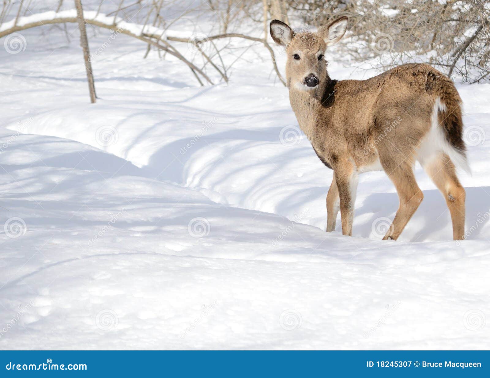 Whitetail deer yearling stock image. Image of whitetail - 18245307