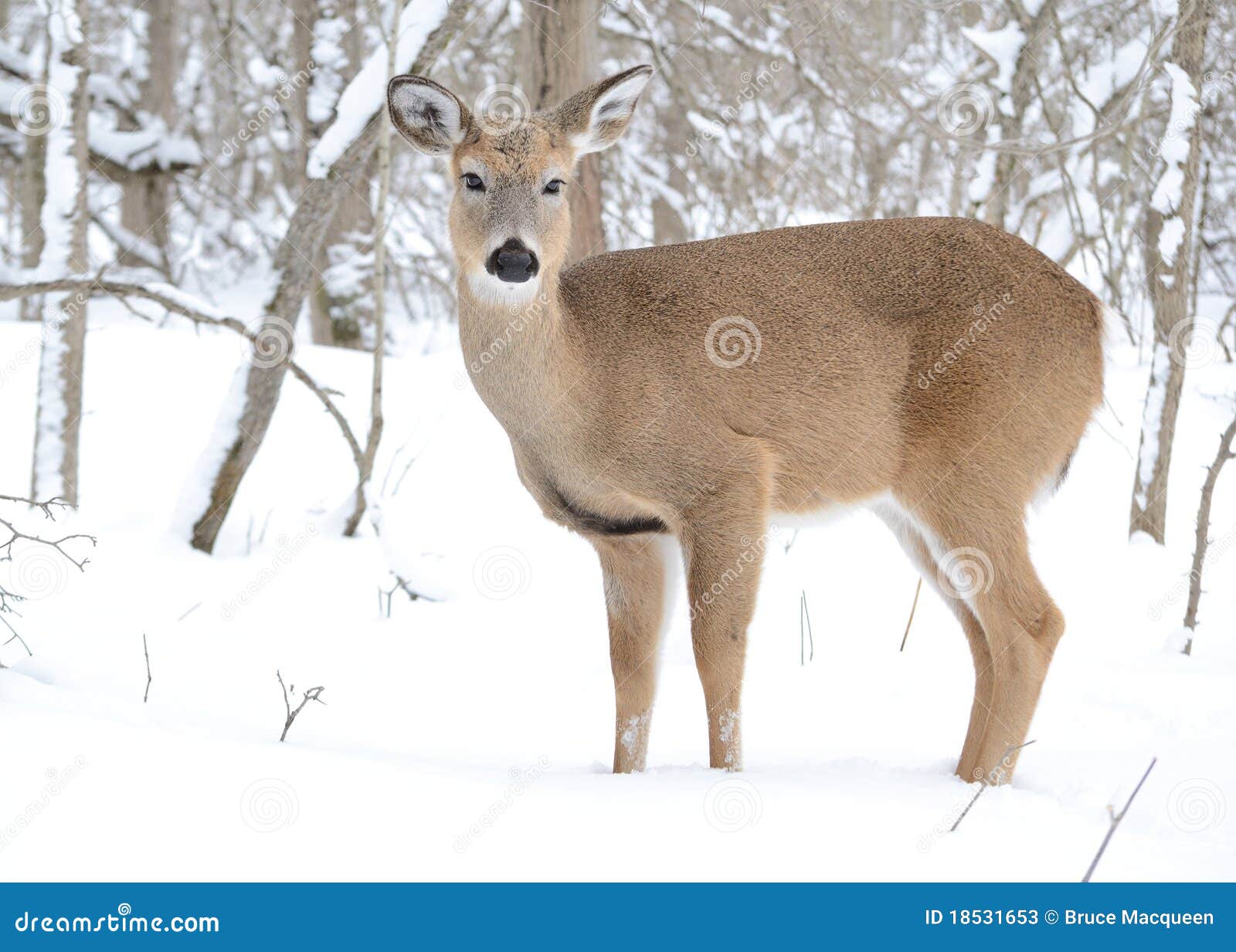 Whitetail Deer Yearling stock image. Image of mammal - 18531653
