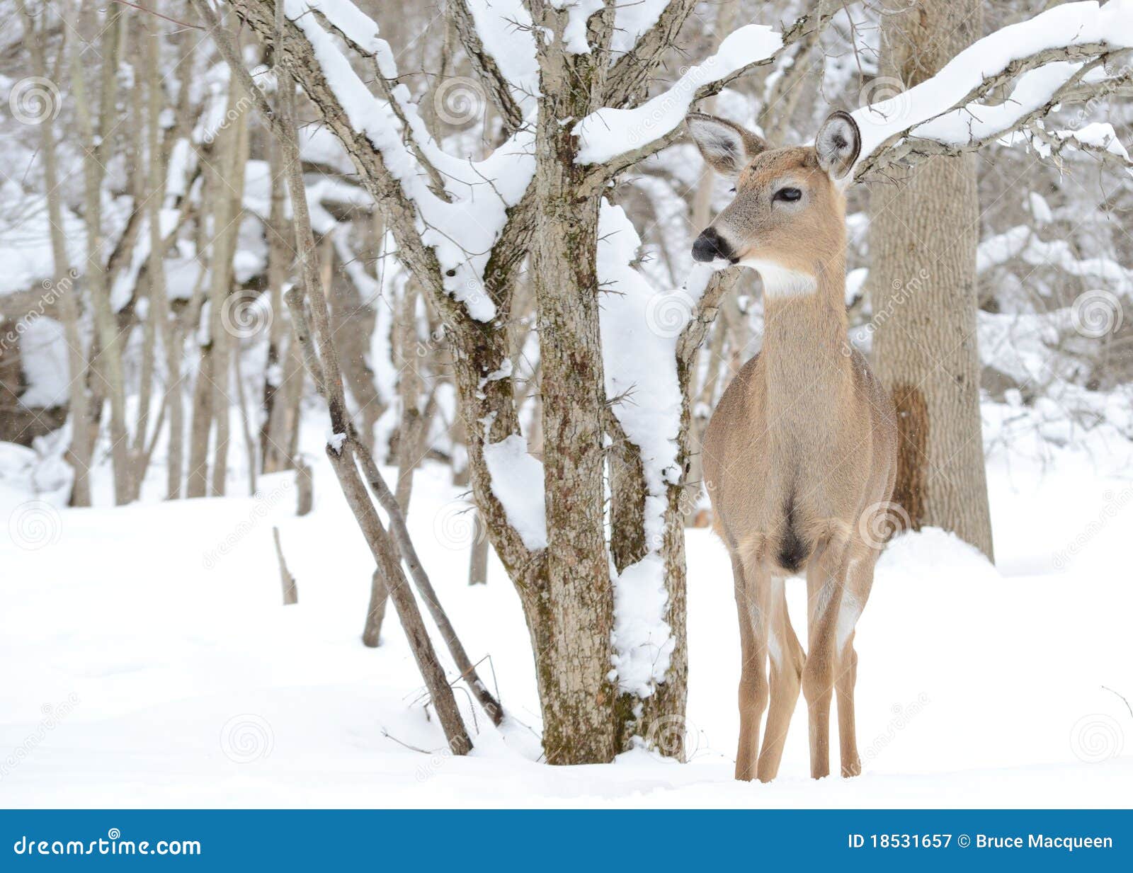 Whitetail Deer Yearling stock image. Image of wildlife - 18531657