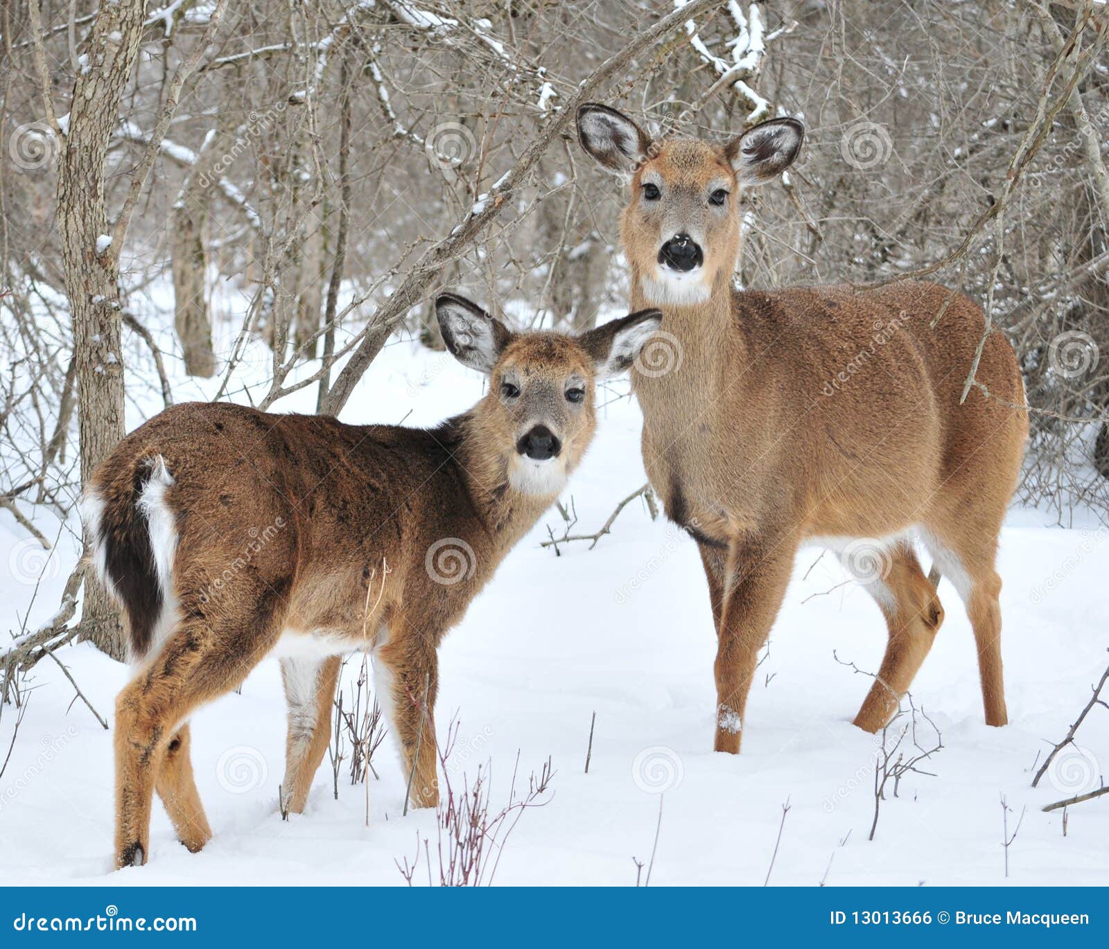 Whitetail Fianna Yearling