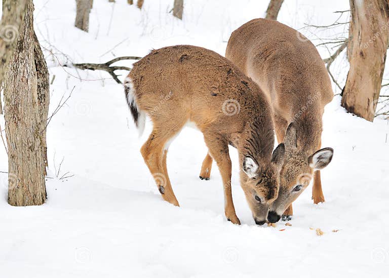 Whitetail Deer Yearling and Doe Stock Image - Image of cold, woods ...
