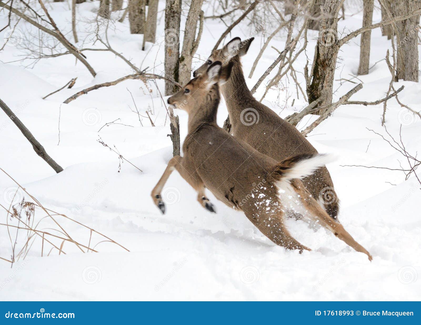 Whitetail Deer Yearling and Doe Stock Image - Image of deer, animal ...