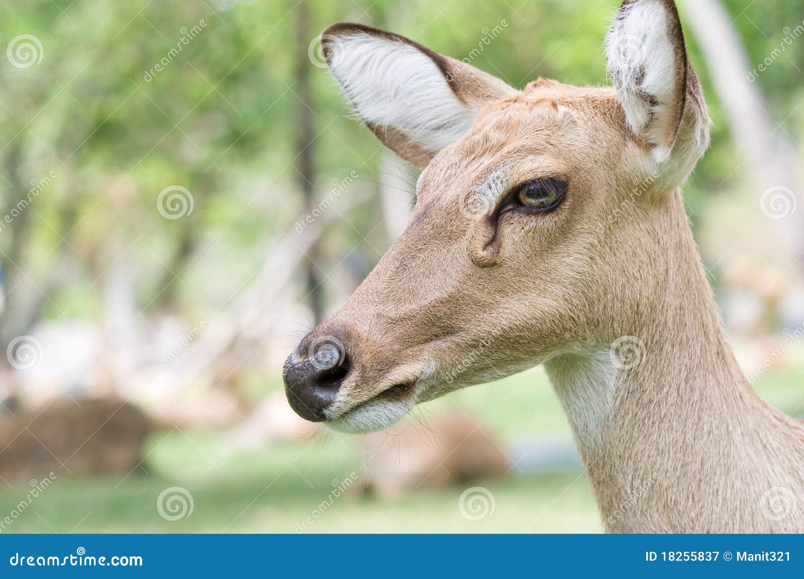 Whitetail doe. stock image. Image of green, wild, white - 18255837