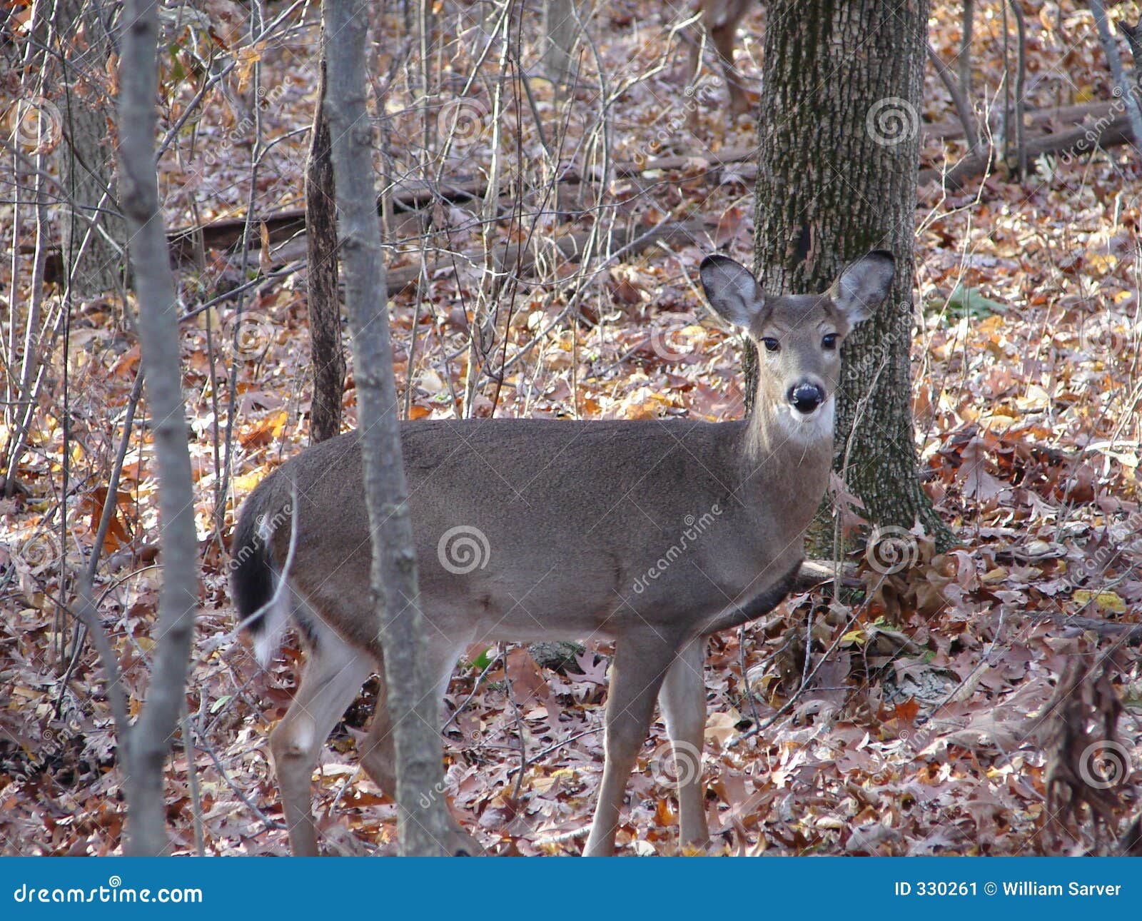 Whitetail Doe stock image. Image of ears, deer, brown, forest - 330261
