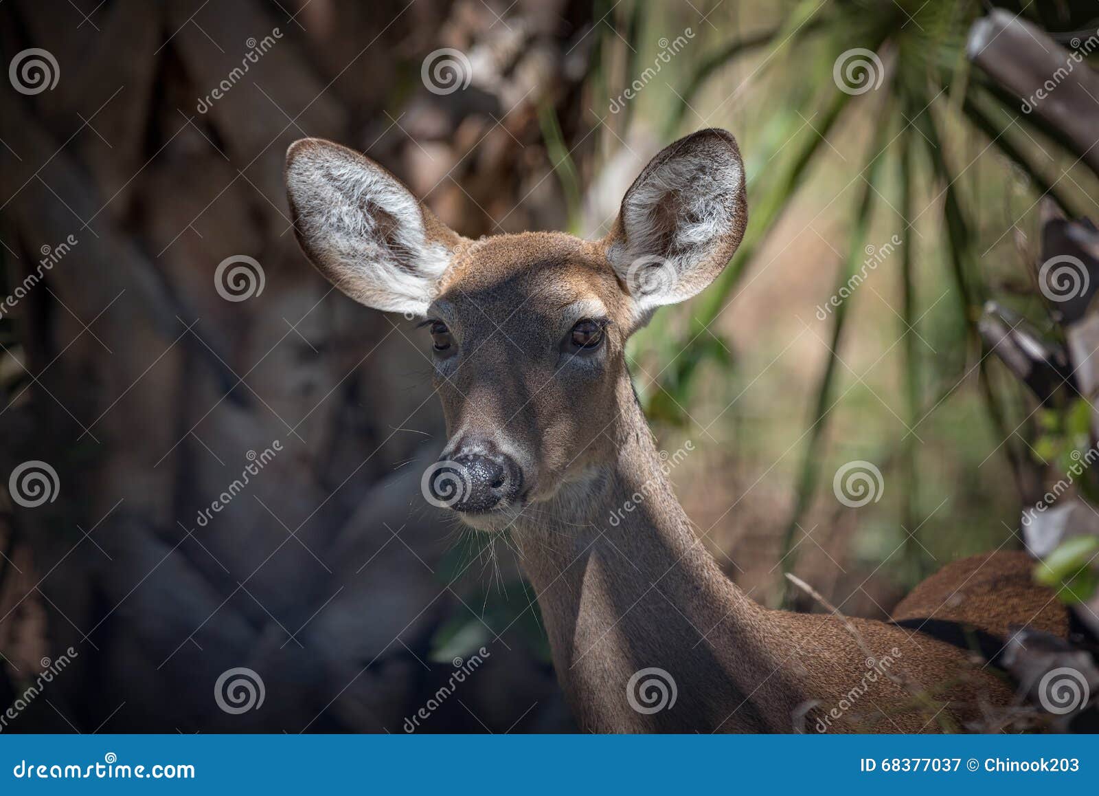 Whitetail Doe Deer Portrait Stock Image - Image of whitetail, herbivore ...