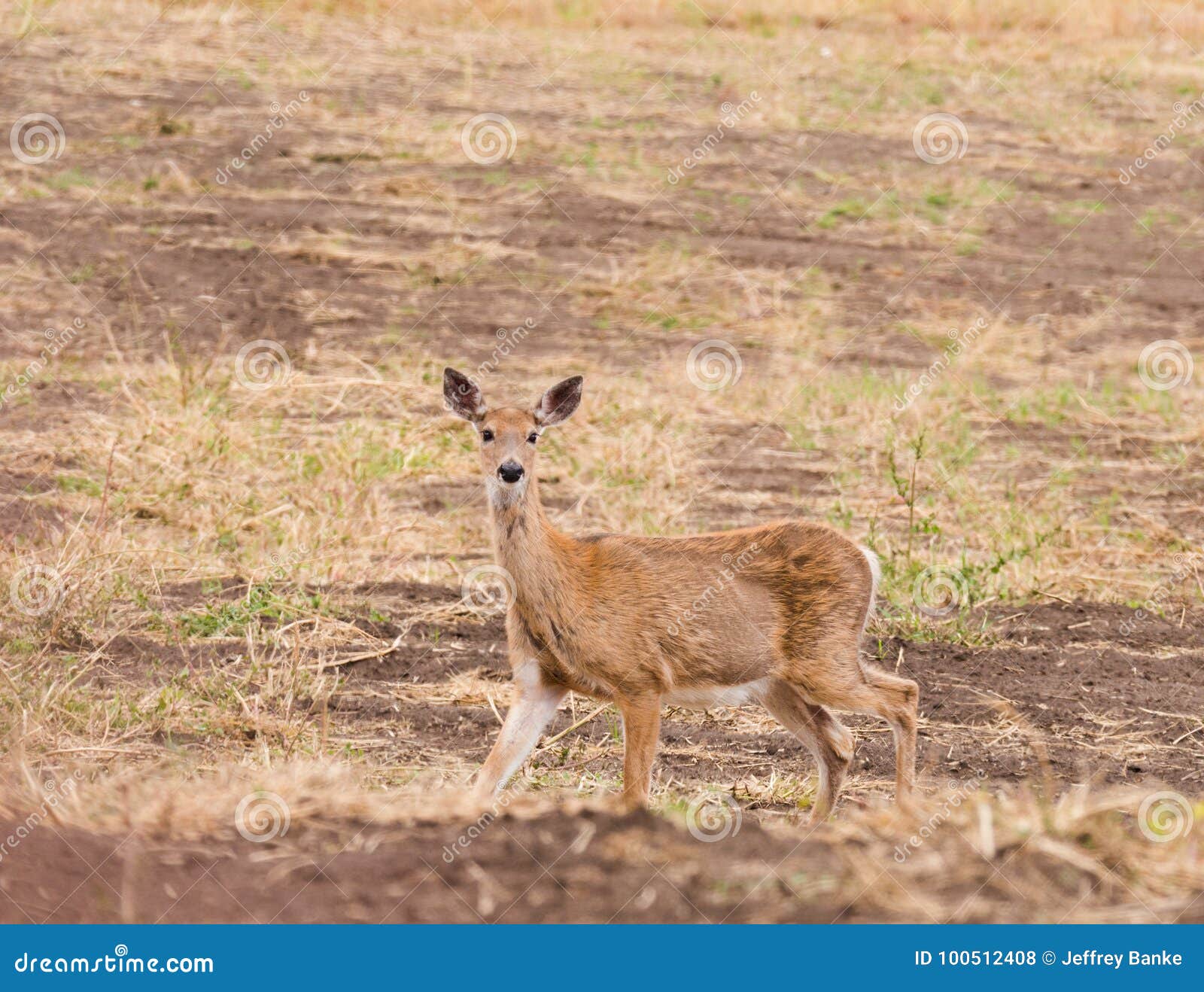 Whitetail Doe stock photo. Image of native, cervus, herbivore - 100512408