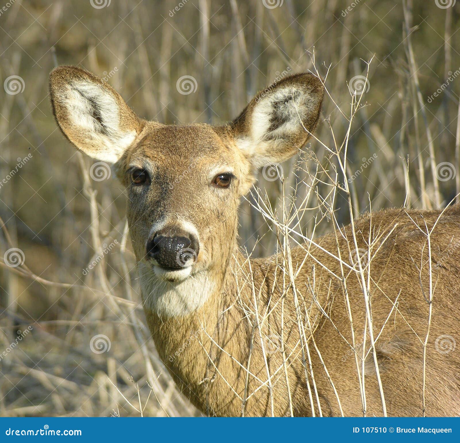 Whitetail Doe Head Shot stock photo. Image of wildlife - 107510