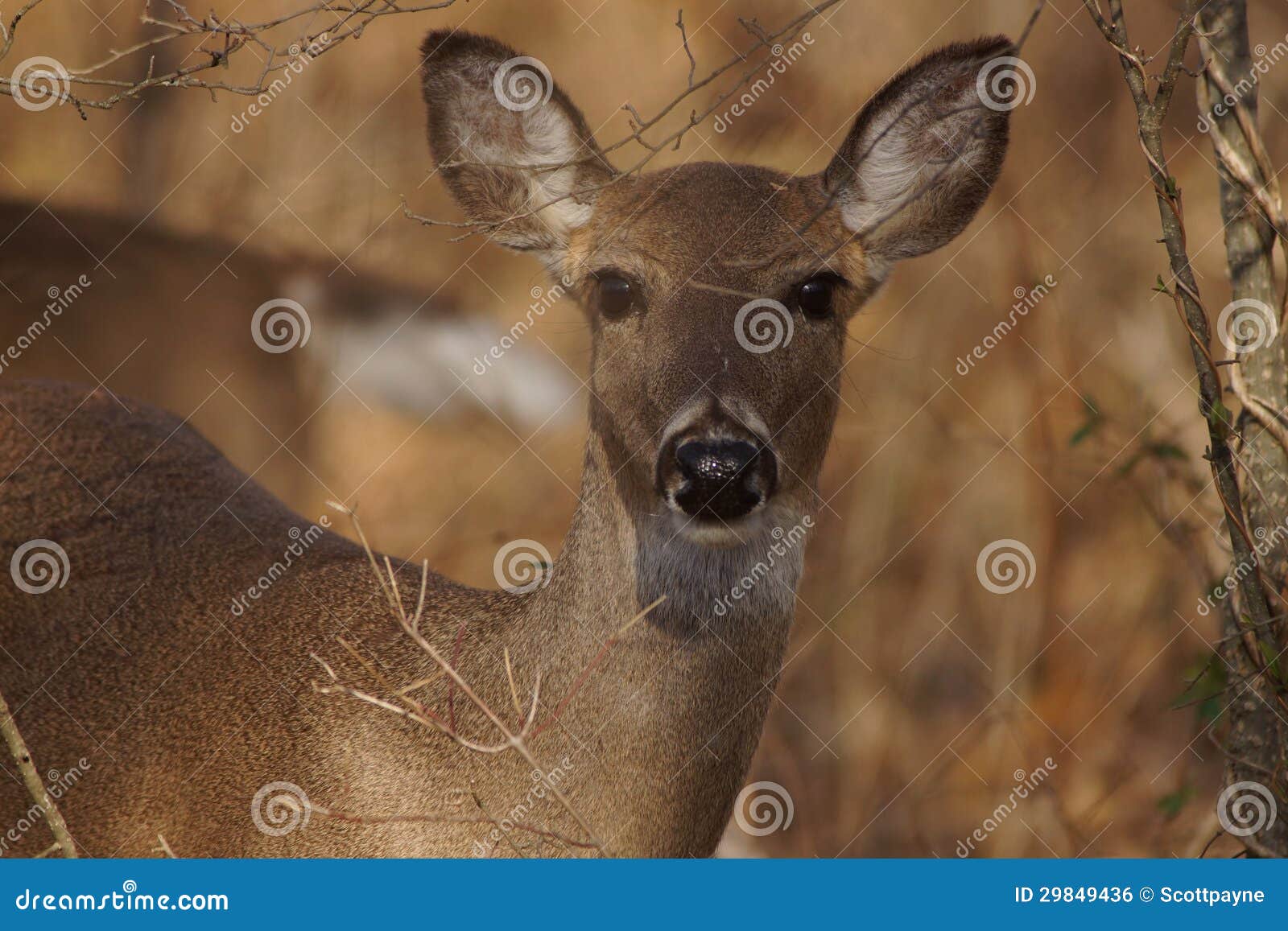White Tail Doe Behind Trees Stock Photo - Image of animal, nature: 29849436