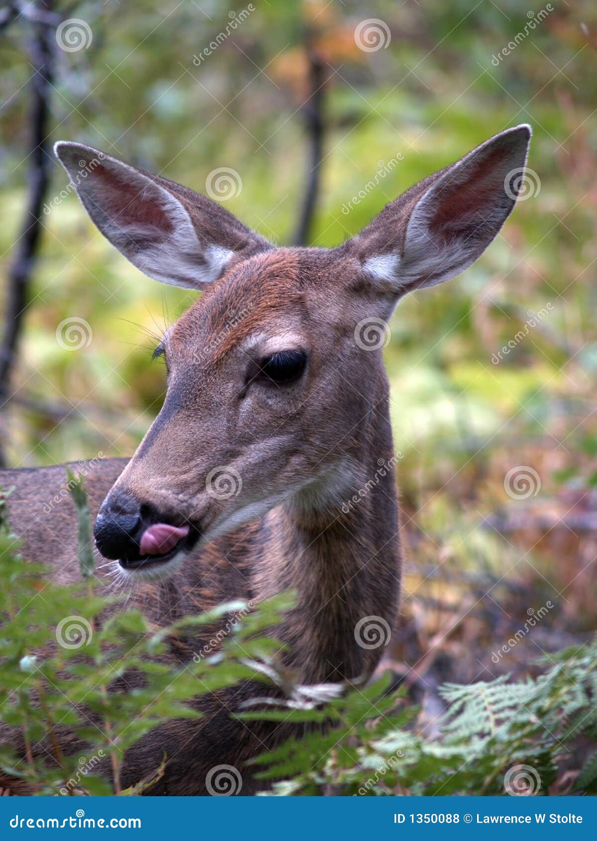 Whitetail Doe Licking Her Chops Stock Photo - Image of pretty, eating ...
