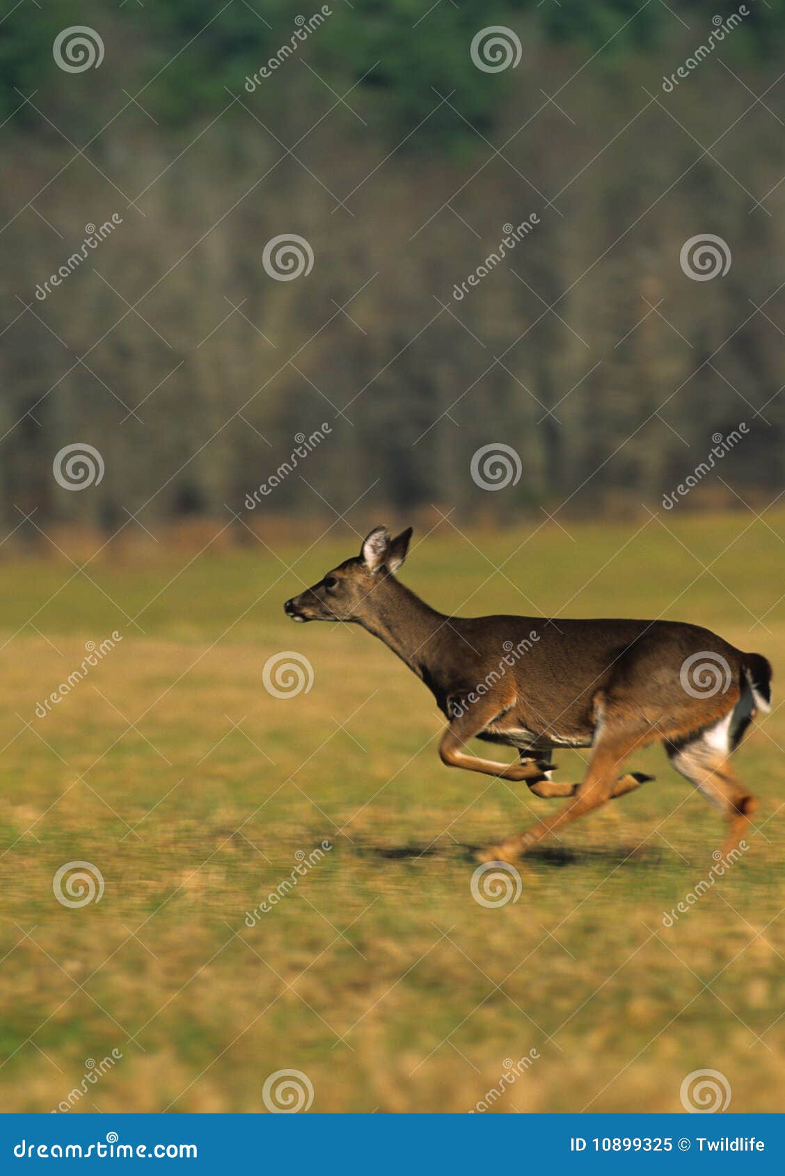 Whitetail Doe Running stock image. Image of animal, forest - 10899325