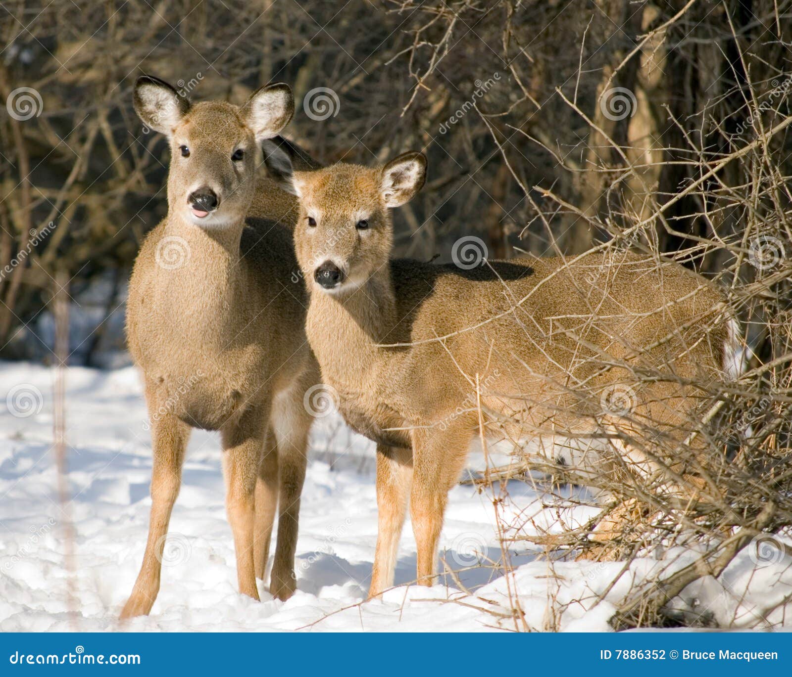 Whitetail Doe and Yearling stock photo. Image of deer - 7886352