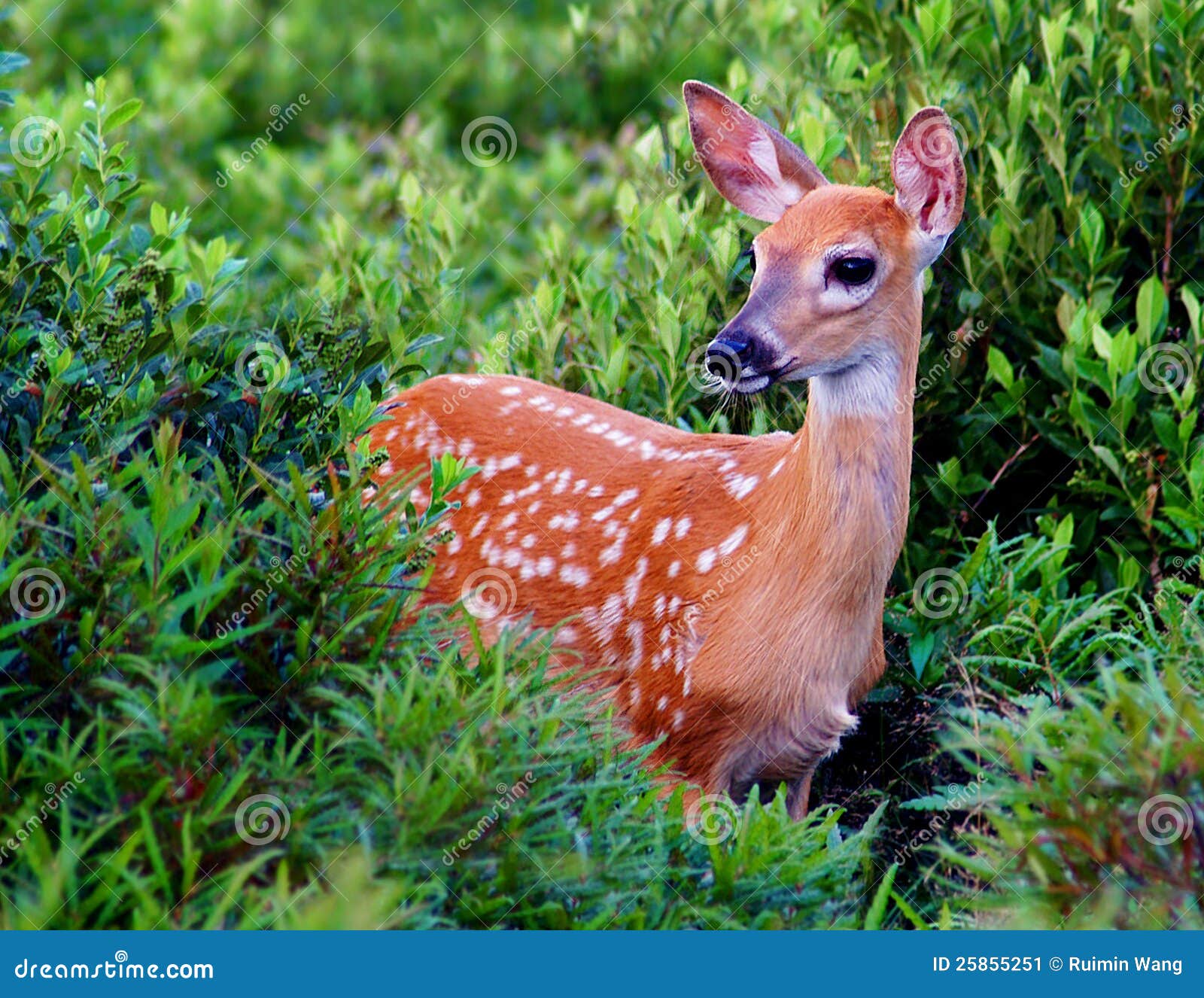 Whitetail Fawn stock image. Image of young, outdoors - 25855251