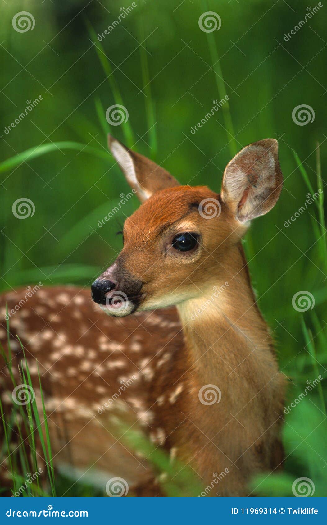 Whitetail Fawn Hiding In Grass Stock Photo | CartoonDealer.com #85455906