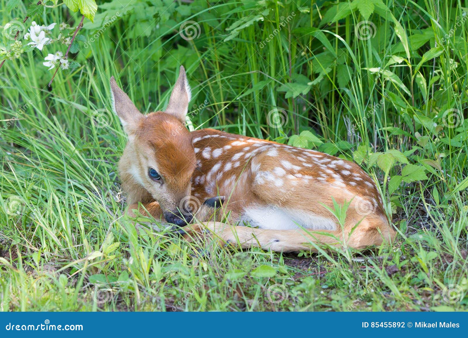 Whitetail Fawn In The Weeds Royalty-Free Stock Photography ...